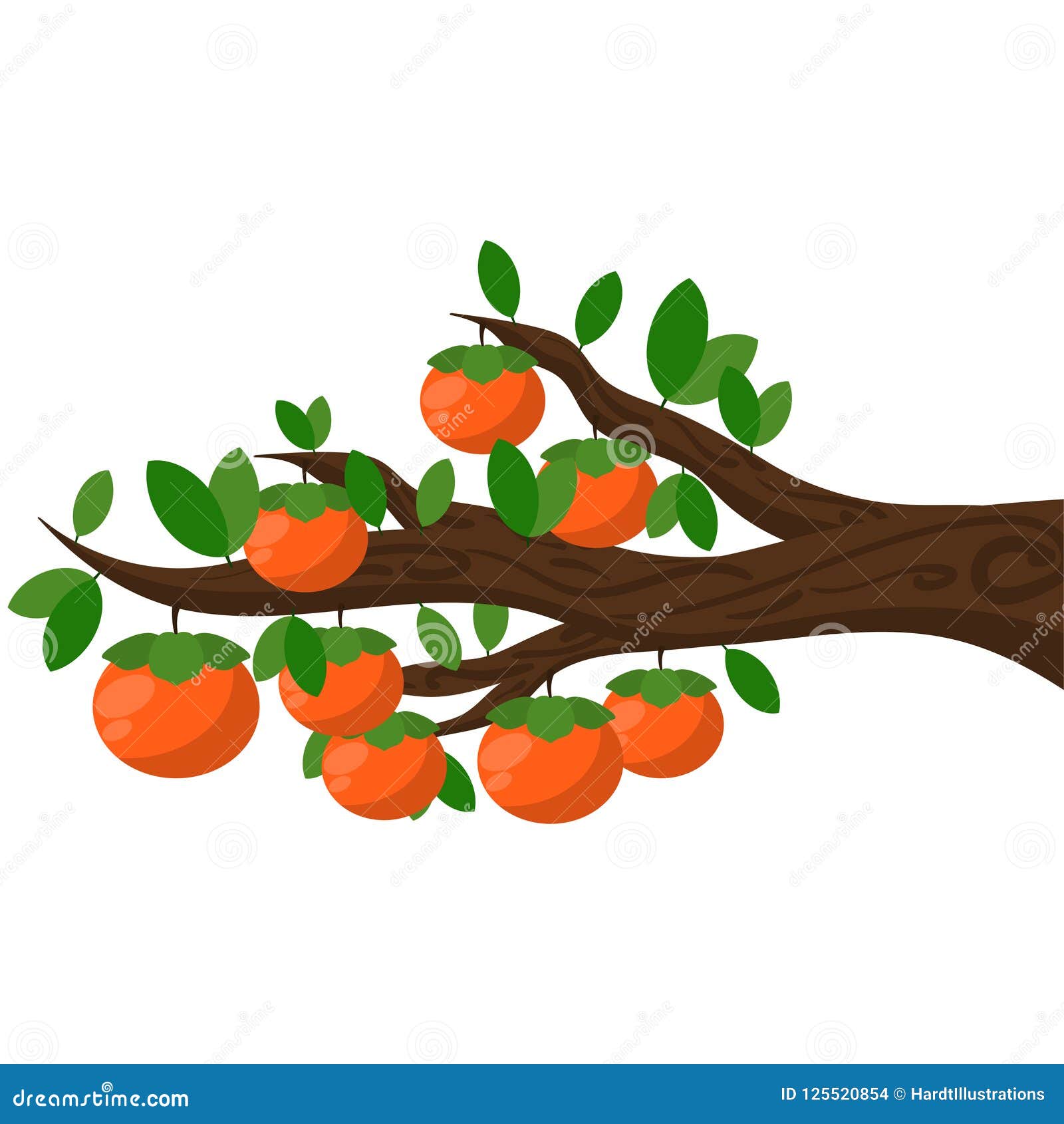 Persimmons on Tree Branch stock vector. Illustration of bright - 125520854