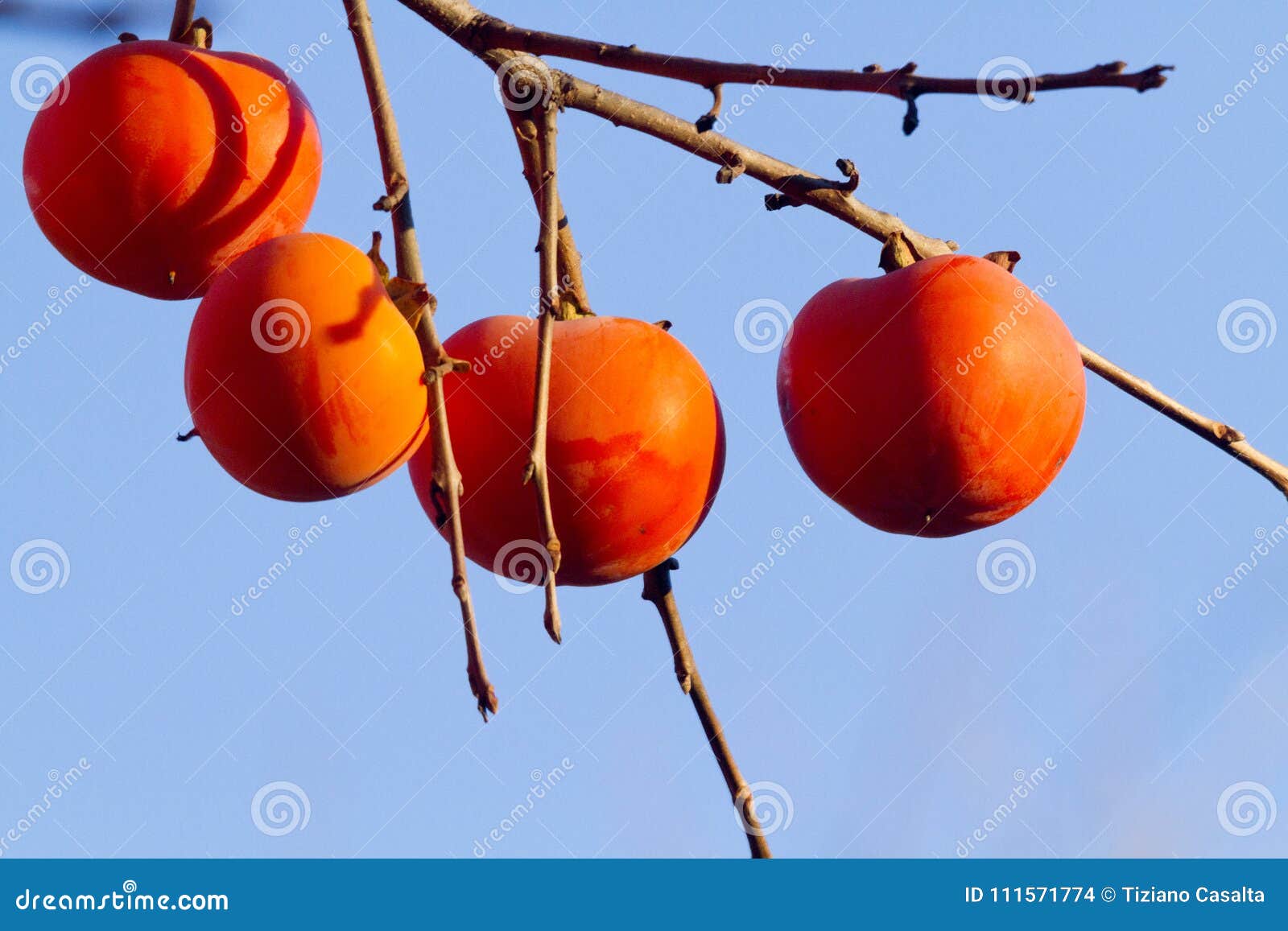 Persimmons on the tree stock photo. Image of persimmons - 111571774