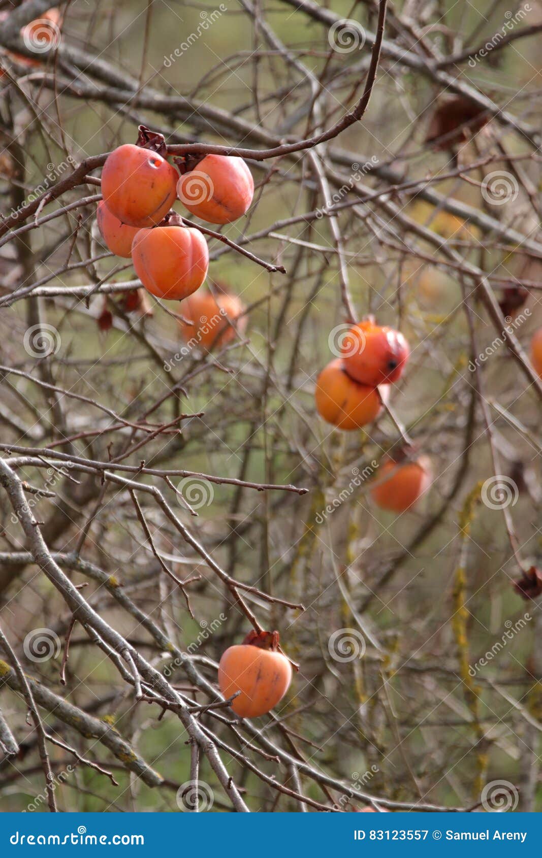 Persimon stock image. Image of tree, plant, berries, edible - 83123557