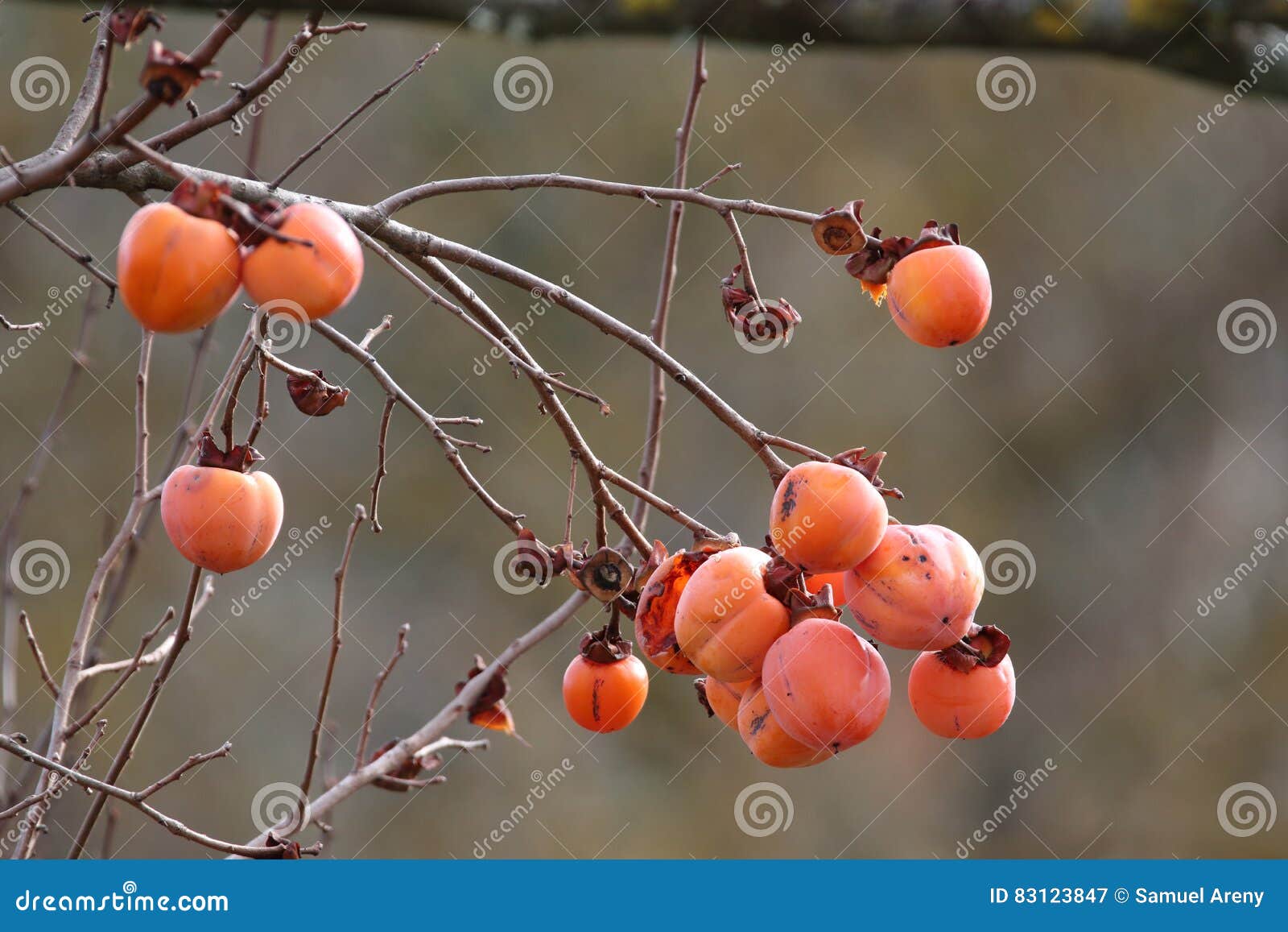 Persimon stock image. Image of angiosperms, persimon - 83123847