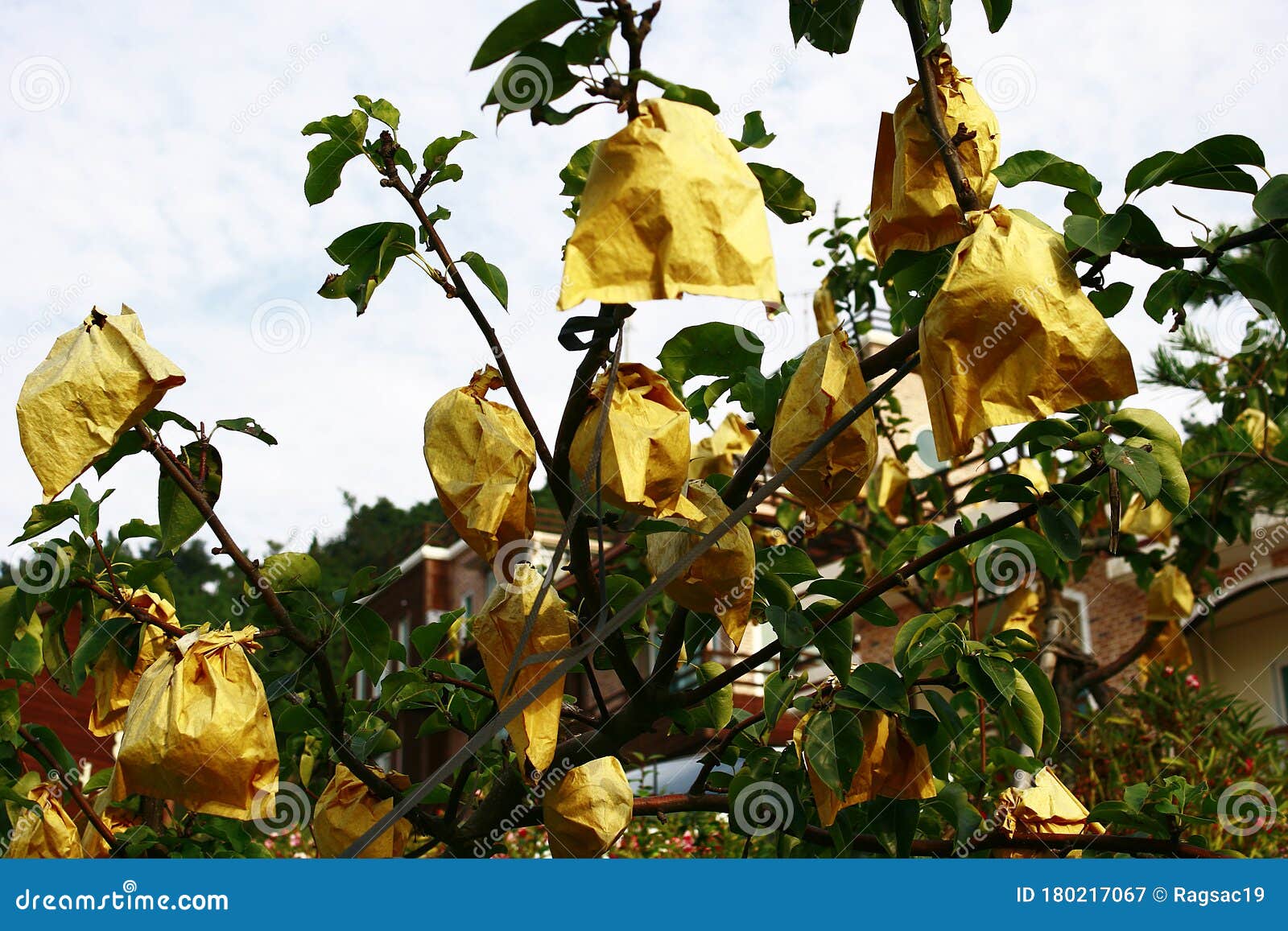 Persimmons Fruit with Protection Cover from Insects Stock Image - Image ...