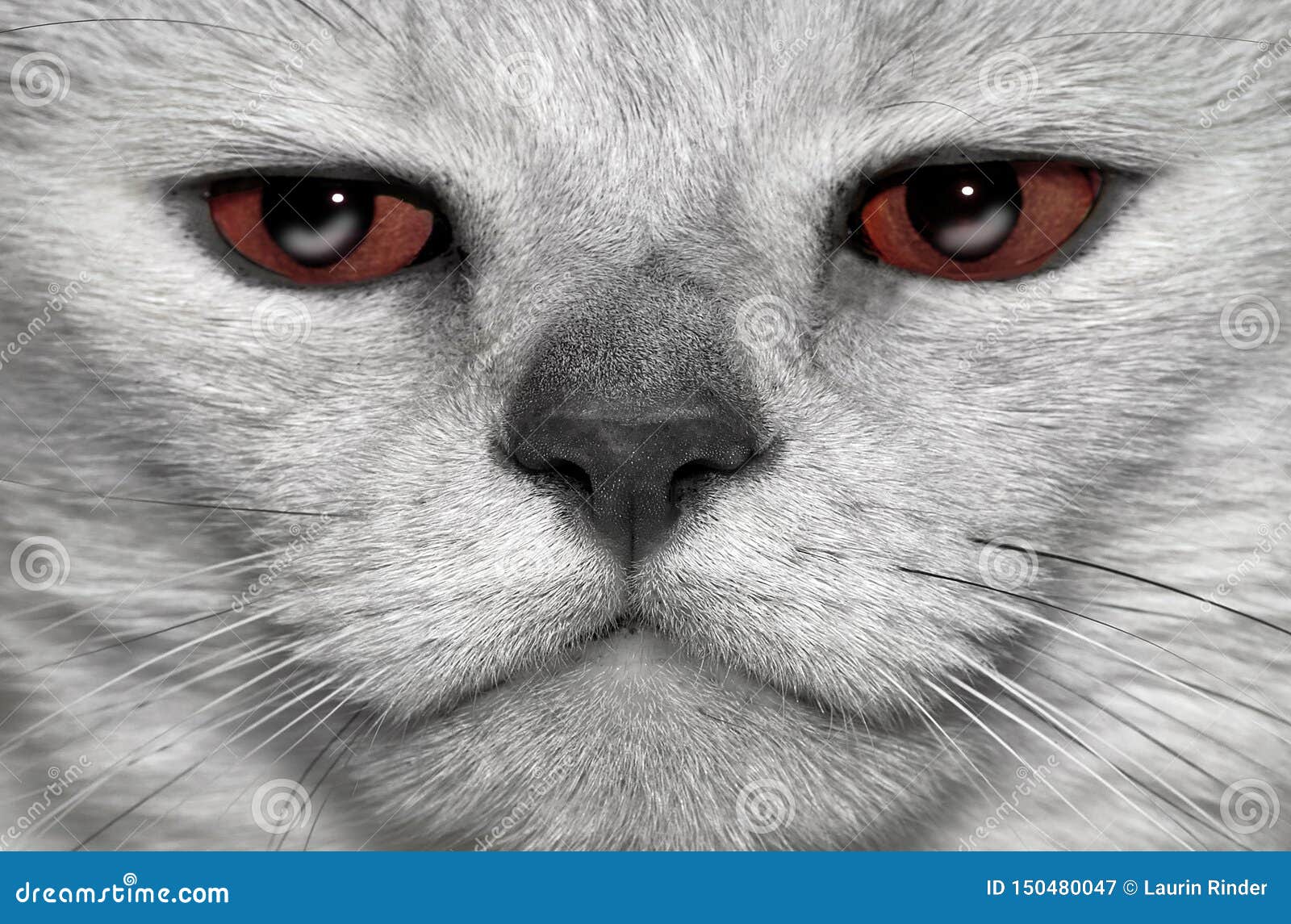 Persion Cat with Red Eyes stock image. Image of kitten - 150480047