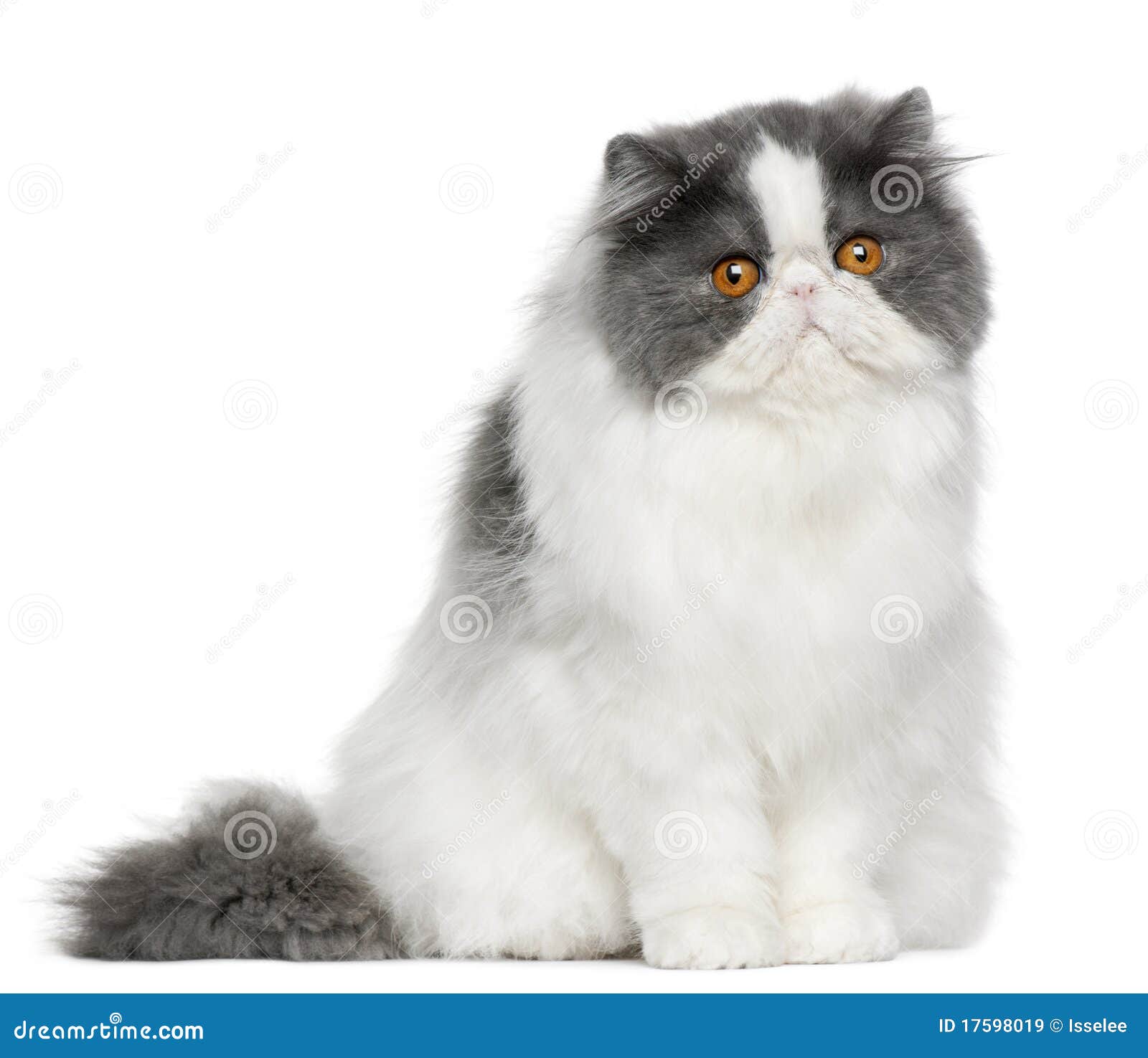 Persische Katze, 10 Monate Alte, Sitzend Stockbild - Bild von kamera ...