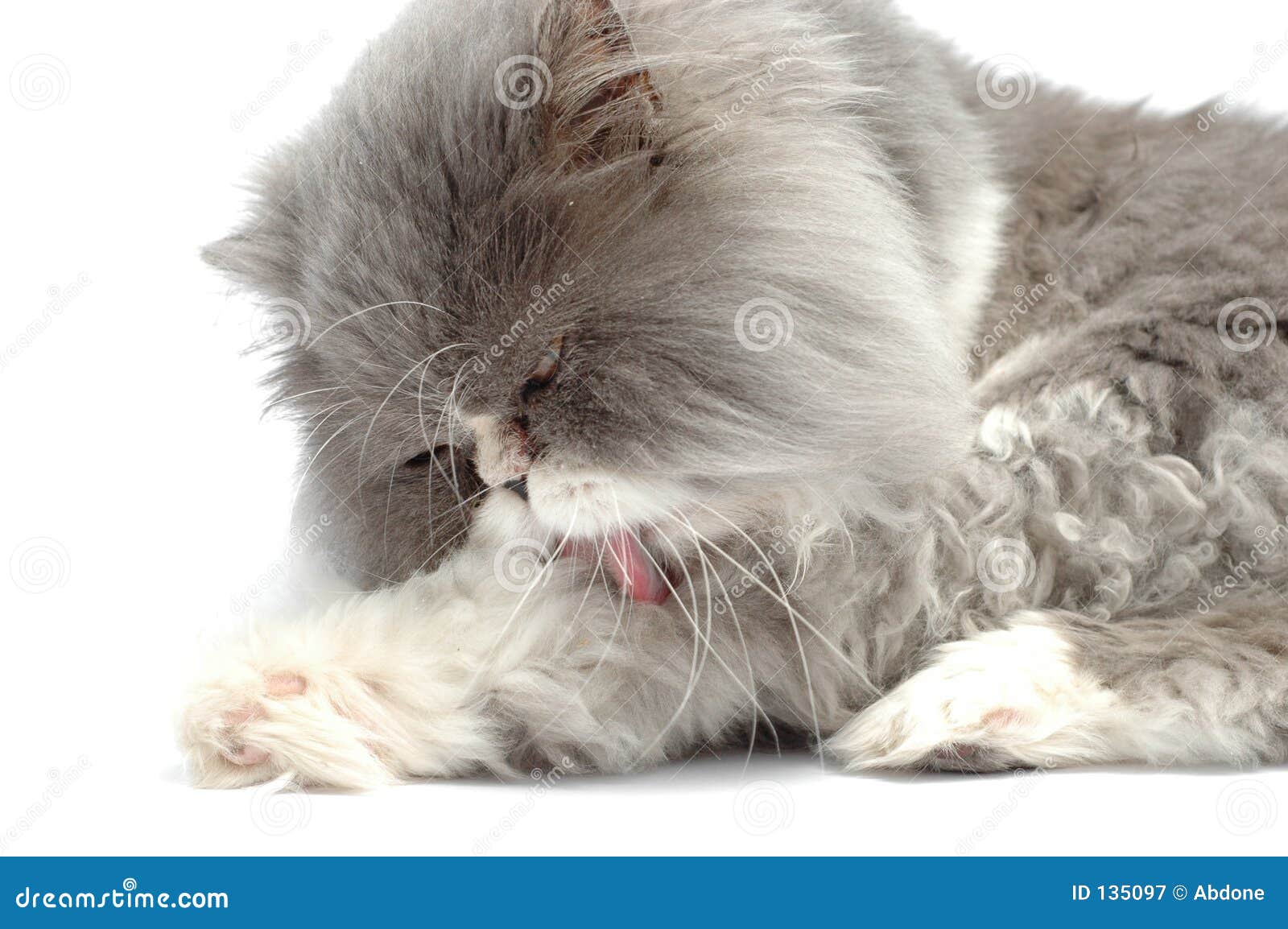 Persische Katze stockbild. Bild von katzen, auge, miezekatze - 135097