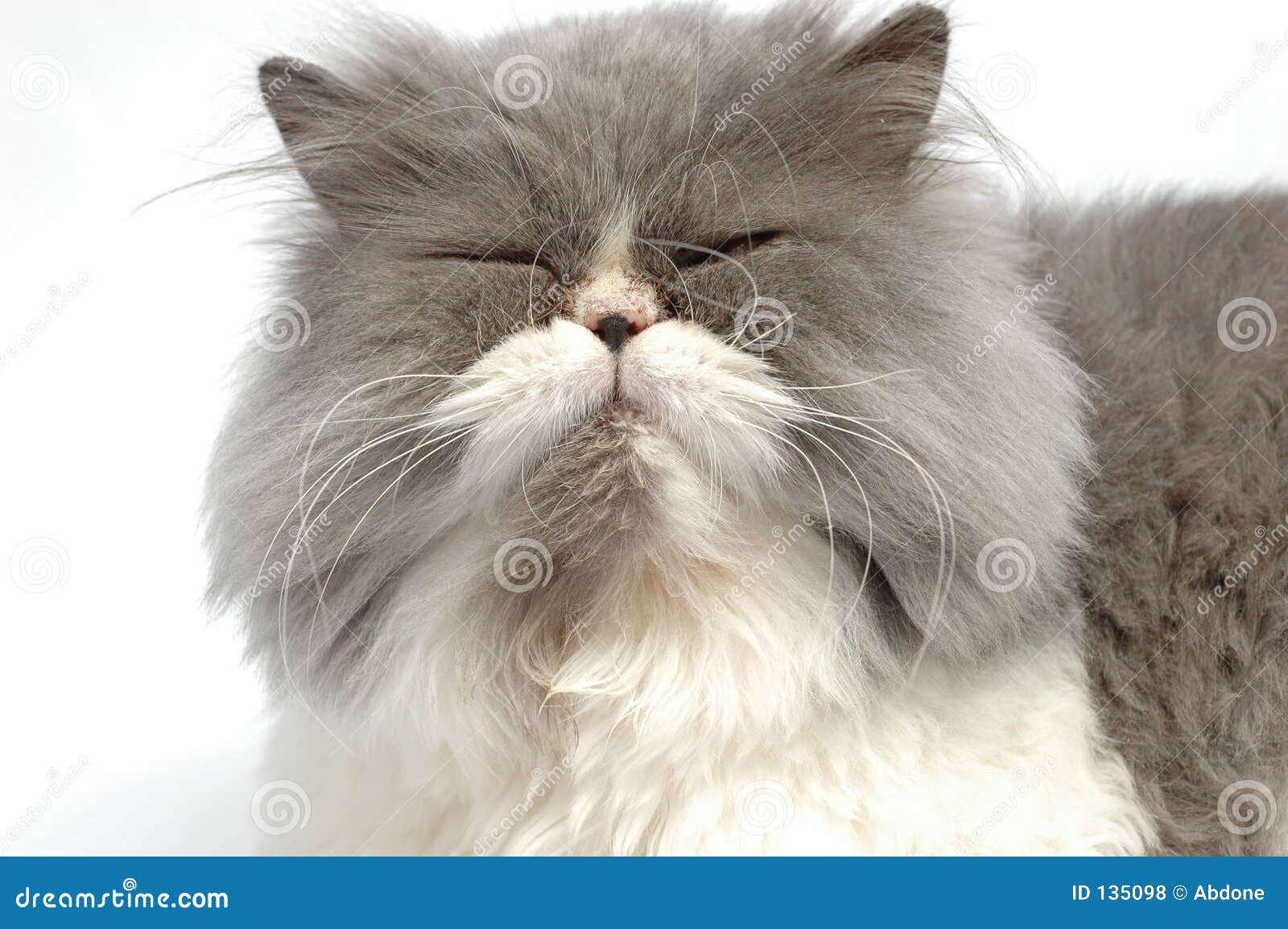 Persische Katze stockfoto. Bild von haustiere, grün, kätzchen - 135098