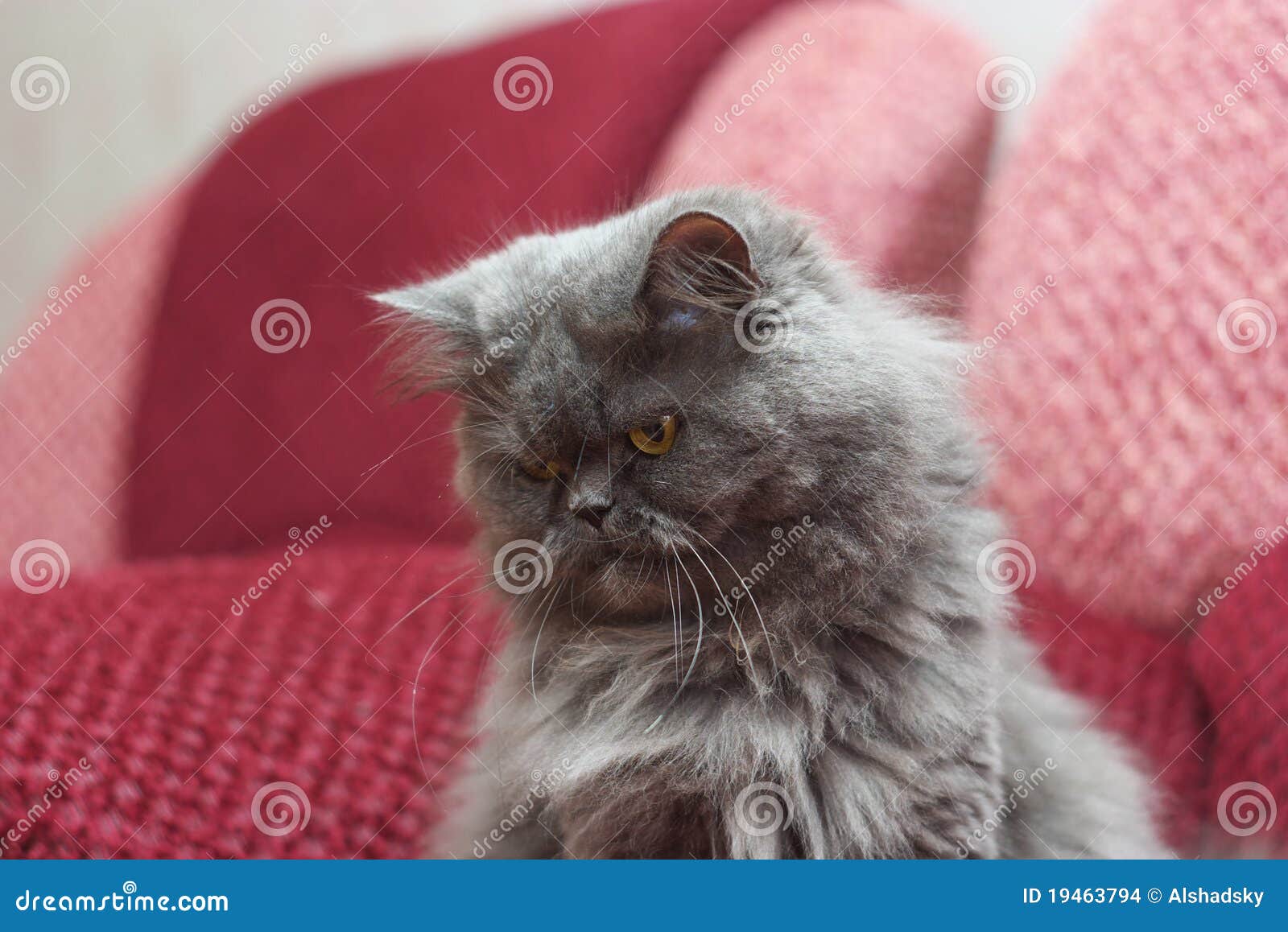 Persische Katze Bild. Bild: 19463794