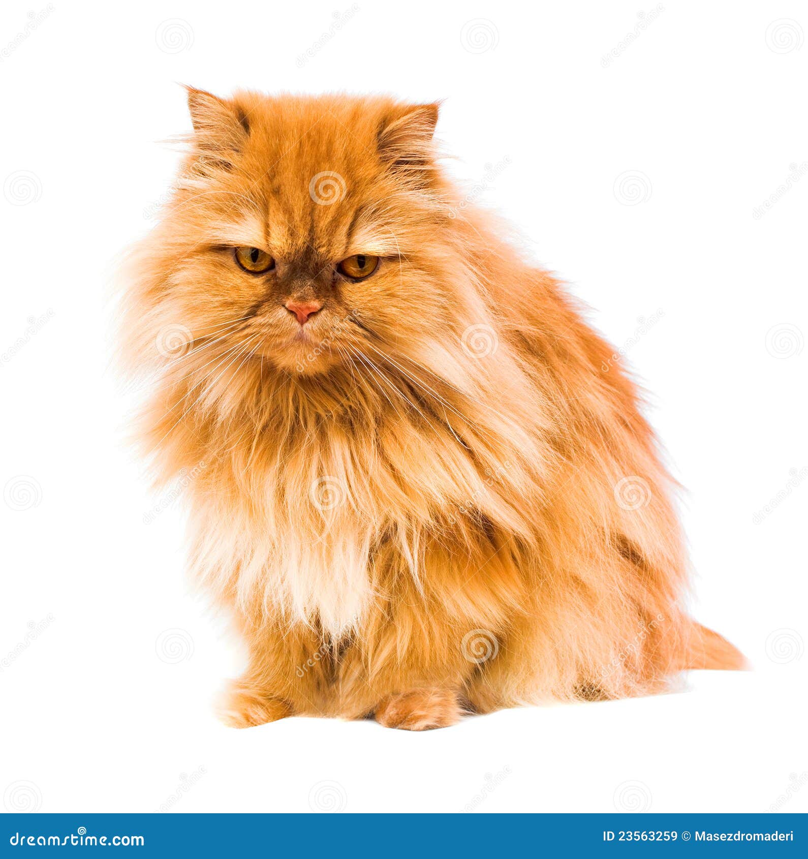 Persische Katze stockbild. Bild von ingwer, schön, braun - 23563259