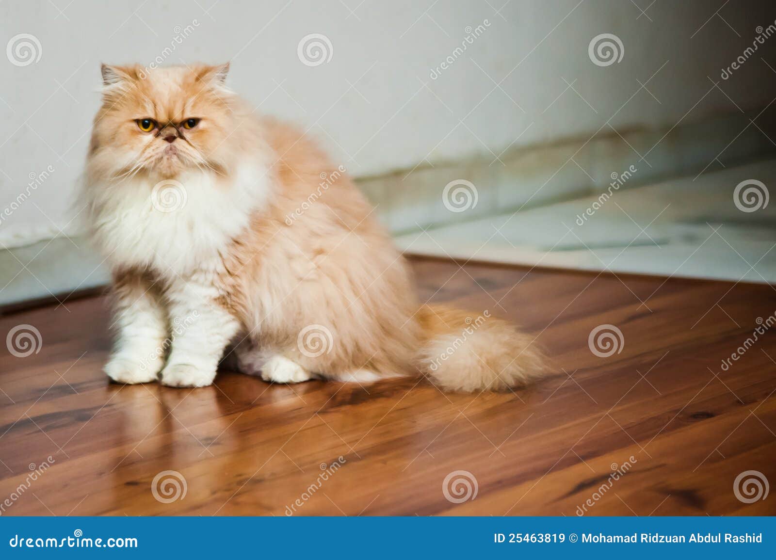 Persische Katze stockbild. Bild von schauen, legen, stillstehen - 25463819