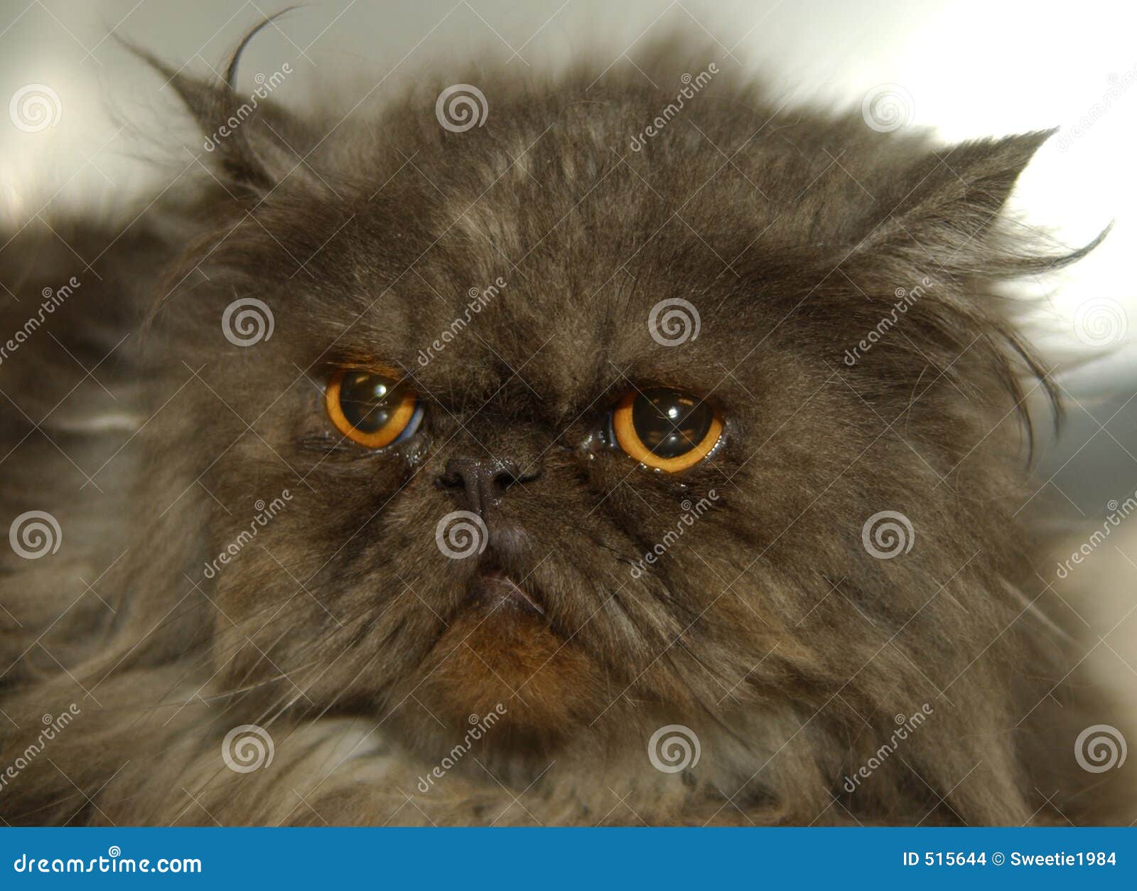 Persische Katze stockfoto. Bild von grau, reinrassig, haustier - 515644