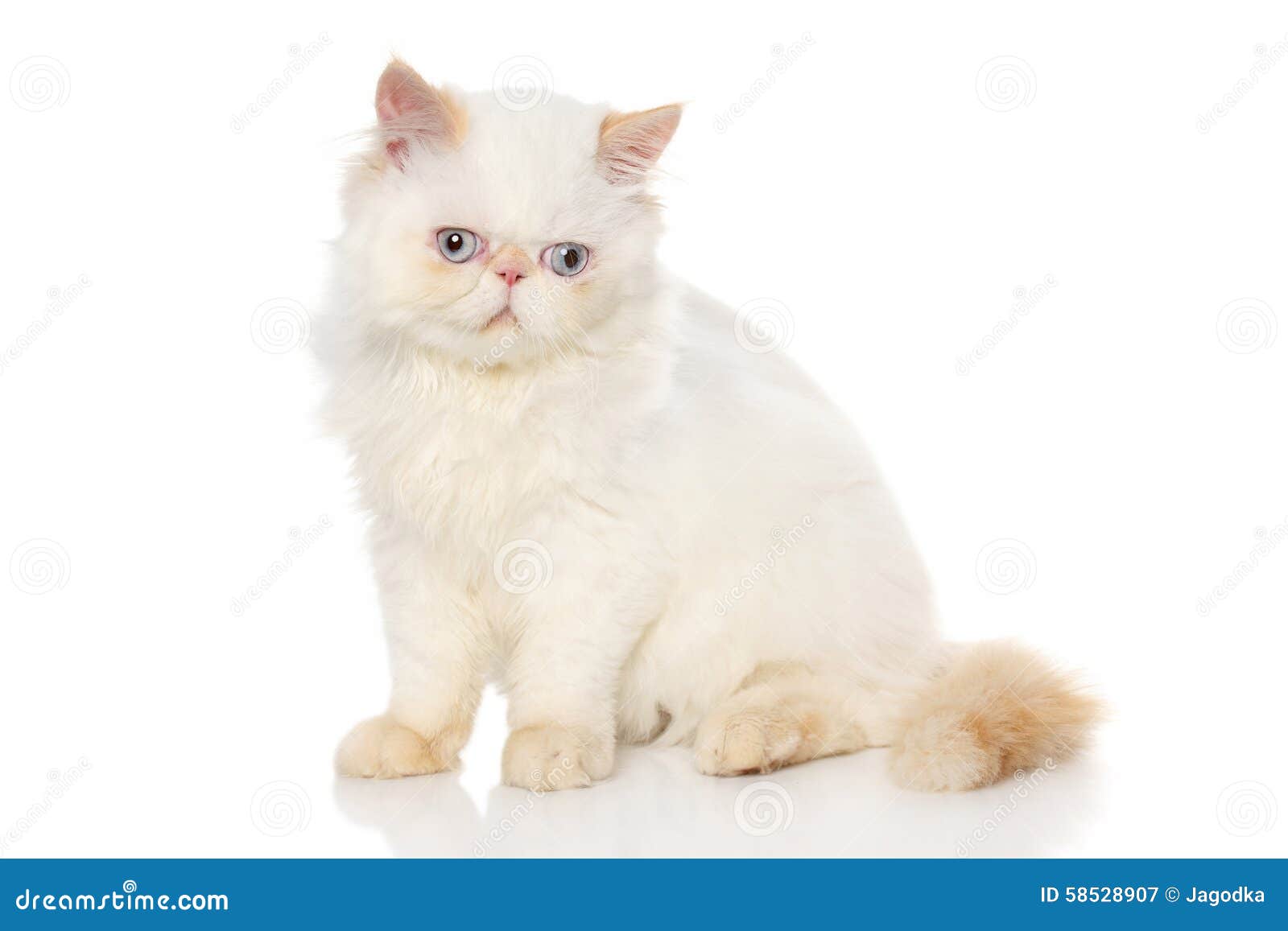 Persische Katze stockbild. Bild von zucht, aufwerfung - 58528907