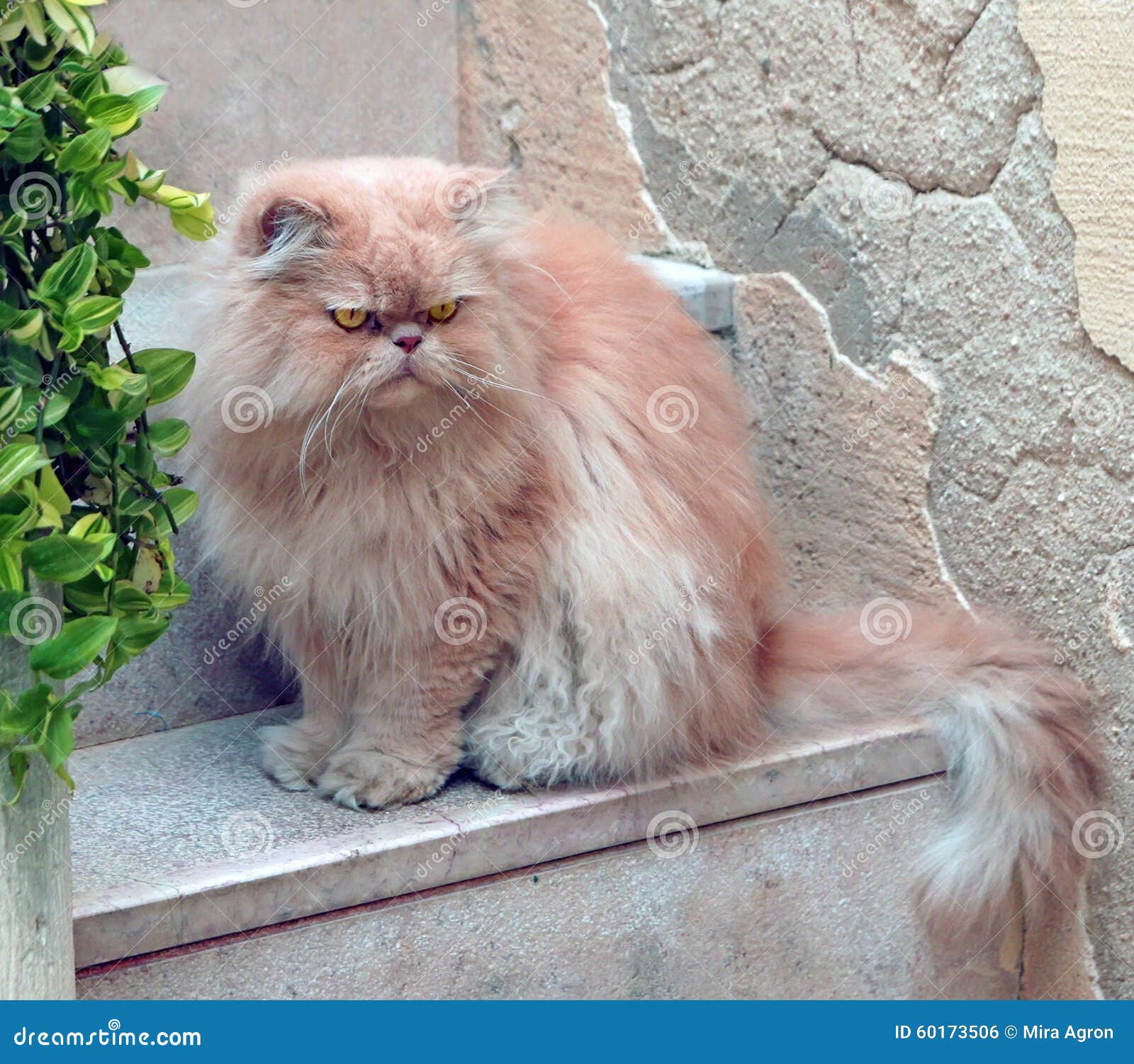 Persische Katze stockfoto. Bild von inländisch, brut - 60173506