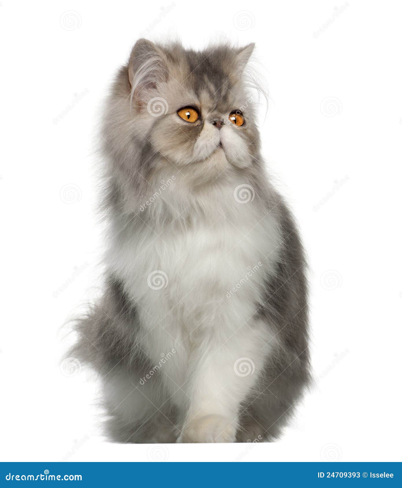 Persische Katze, 7 Monate Alte Stockbild - Bild von katzenartig, pelz ...