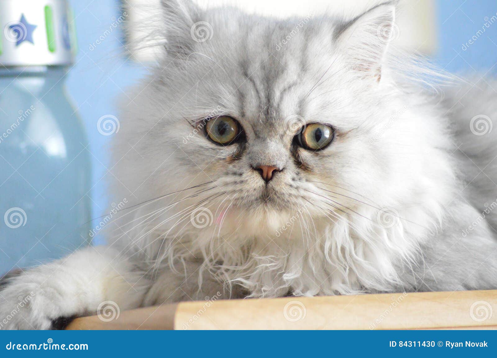 Persische Katze stockfoto. Bild von frech, farbe, abbildung - 84311430