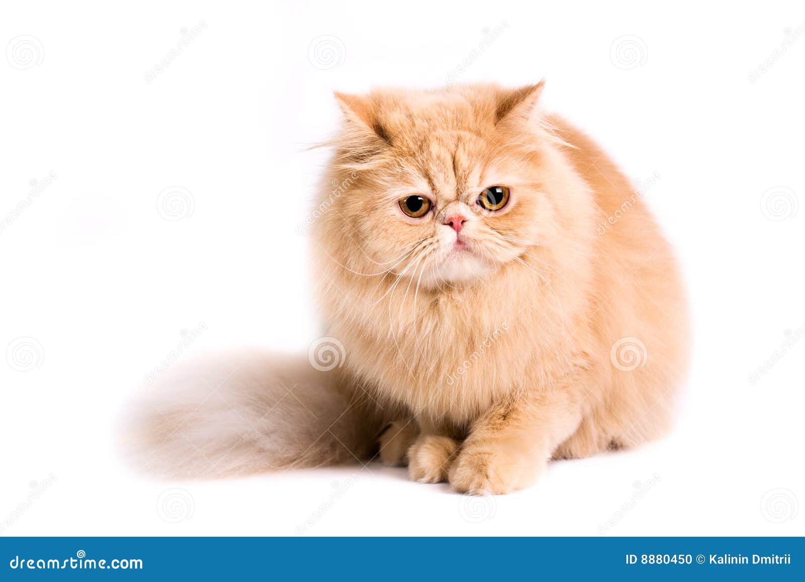 Persische Katze stockfoto. Bild von kätzchen, reinrassig - 8880450