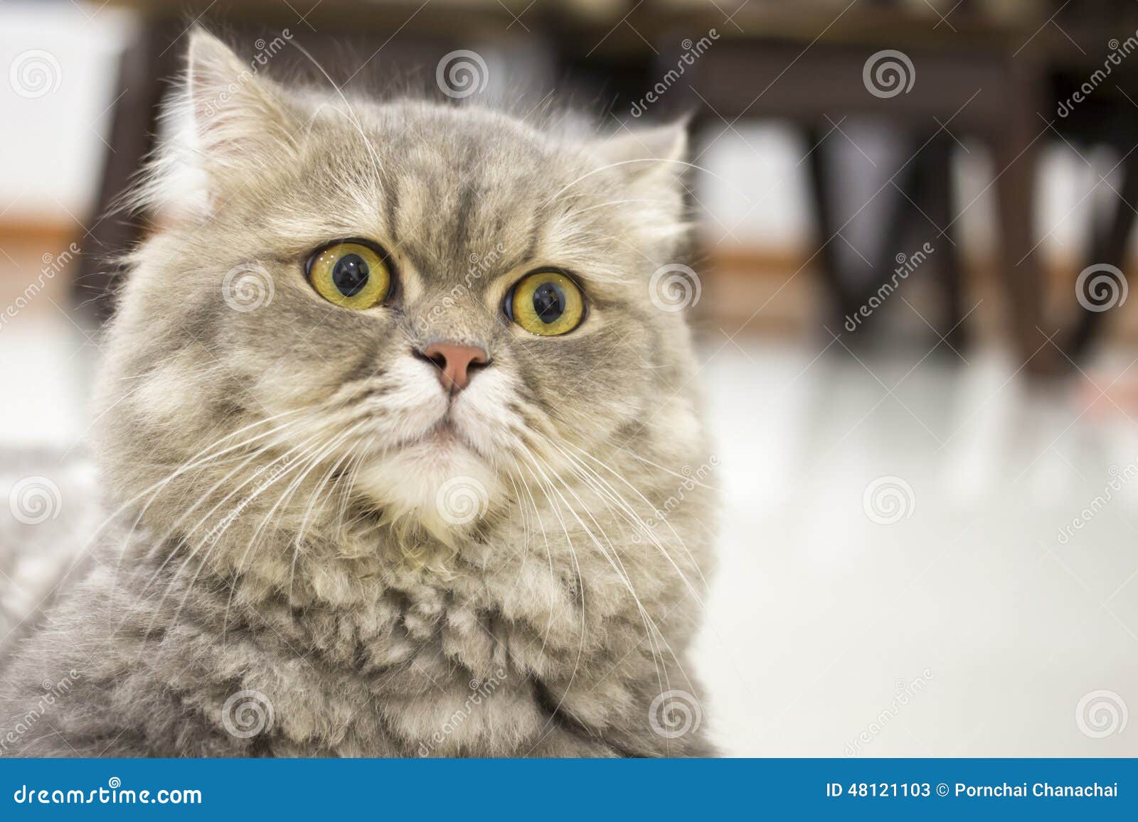 Persische Katze Der Nahaufnahme Stockbild - Bild von wekzeugspritze ...