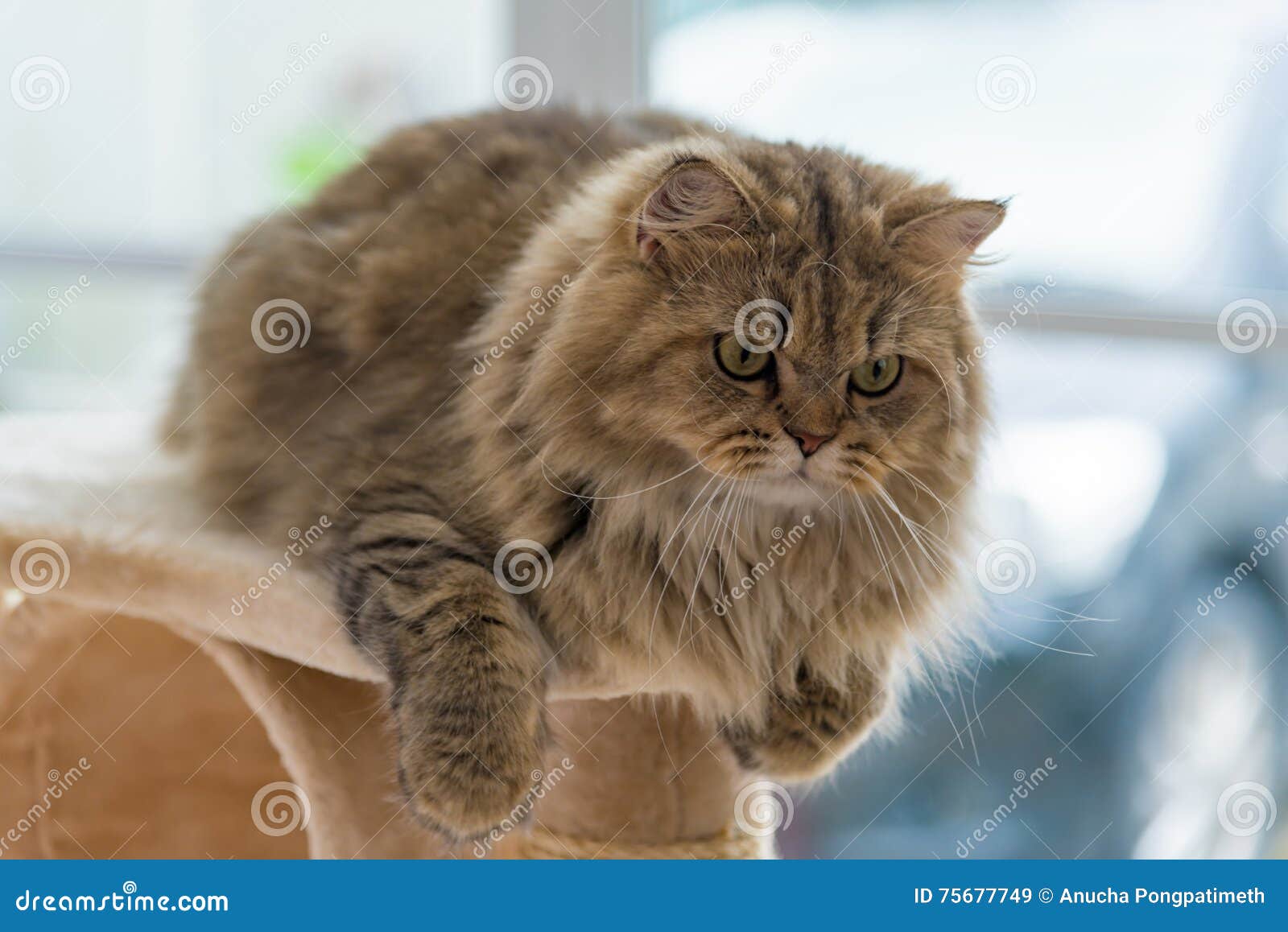 Persische Katze Der Netten Braunen Getigerten Katze Stockbild - Bild ...