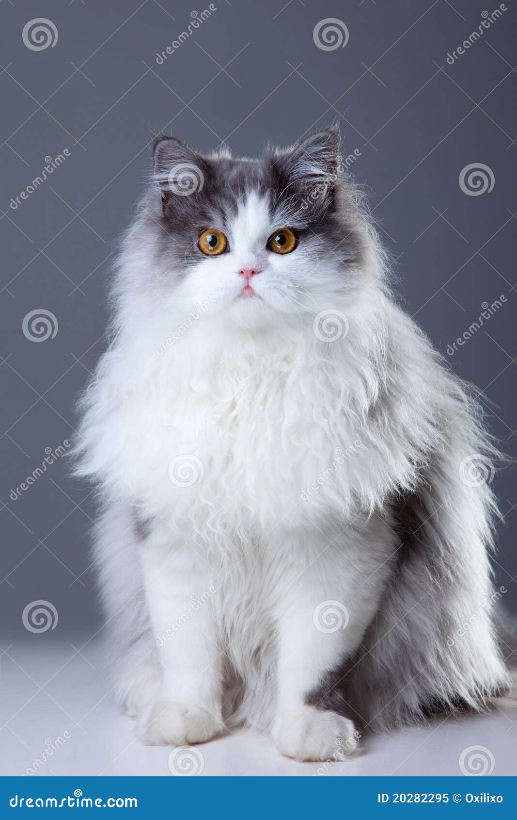 Persische Katze, Die Auf Grauem Hintergrund Sitzt Stockbild - Bild von ...