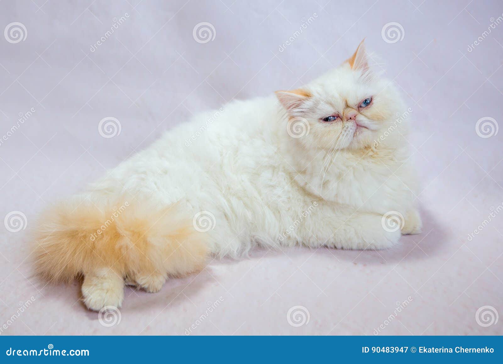 Persische Katze Ein Heller Hintergrund Stockbild - Bild von punkt ...