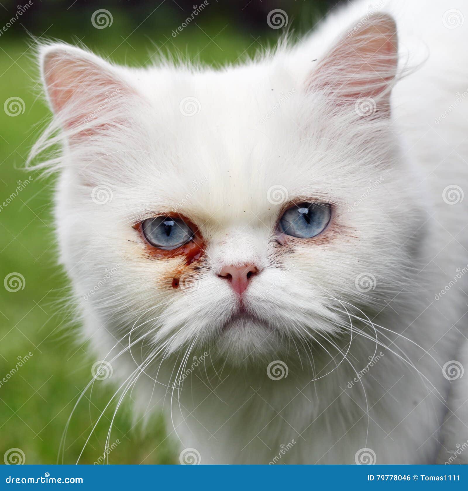 Persische Katze, Grünes Im Freien Stockfoto - Bild von inländisch ...