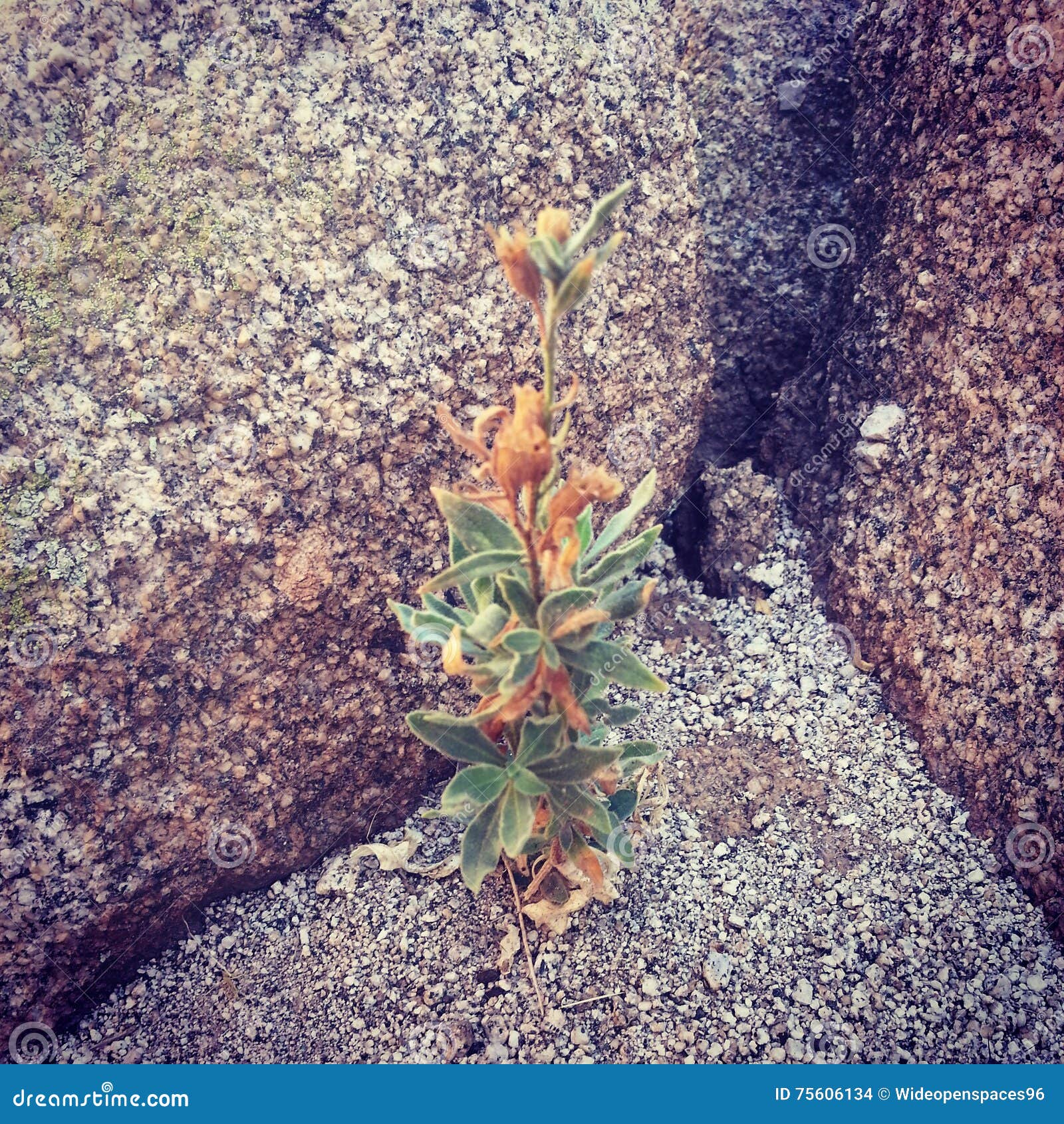 Persistent stock photo. Image of persistent, landscape - 75606134