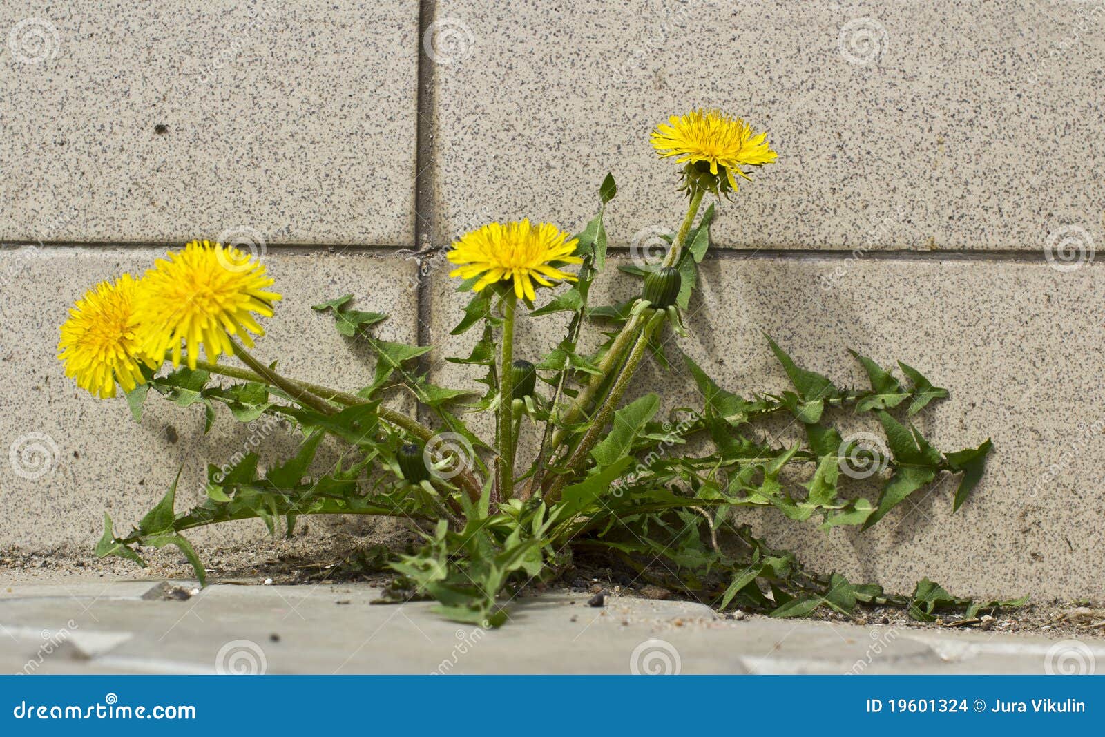 Persistent flower stock photo. Image of wall, tile, green - 19601324