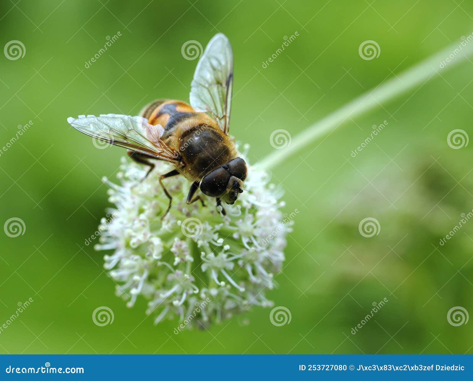 The Persistent Manure Eristalis Tenax is Also a Fly Stock Photo - Image ...