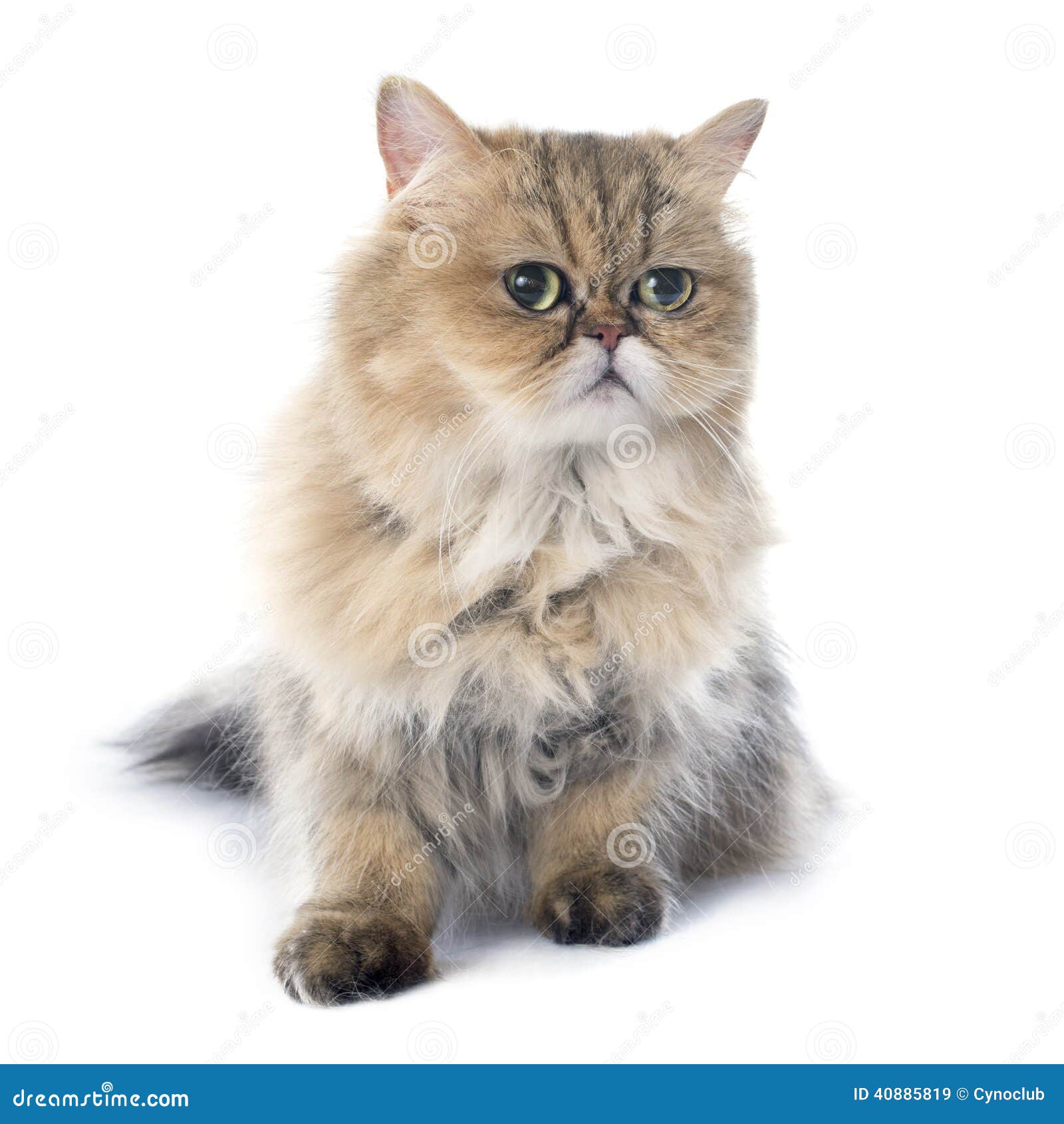 Perski kot obraz stock. Obraz złożonej z studio, czysty - 40885819