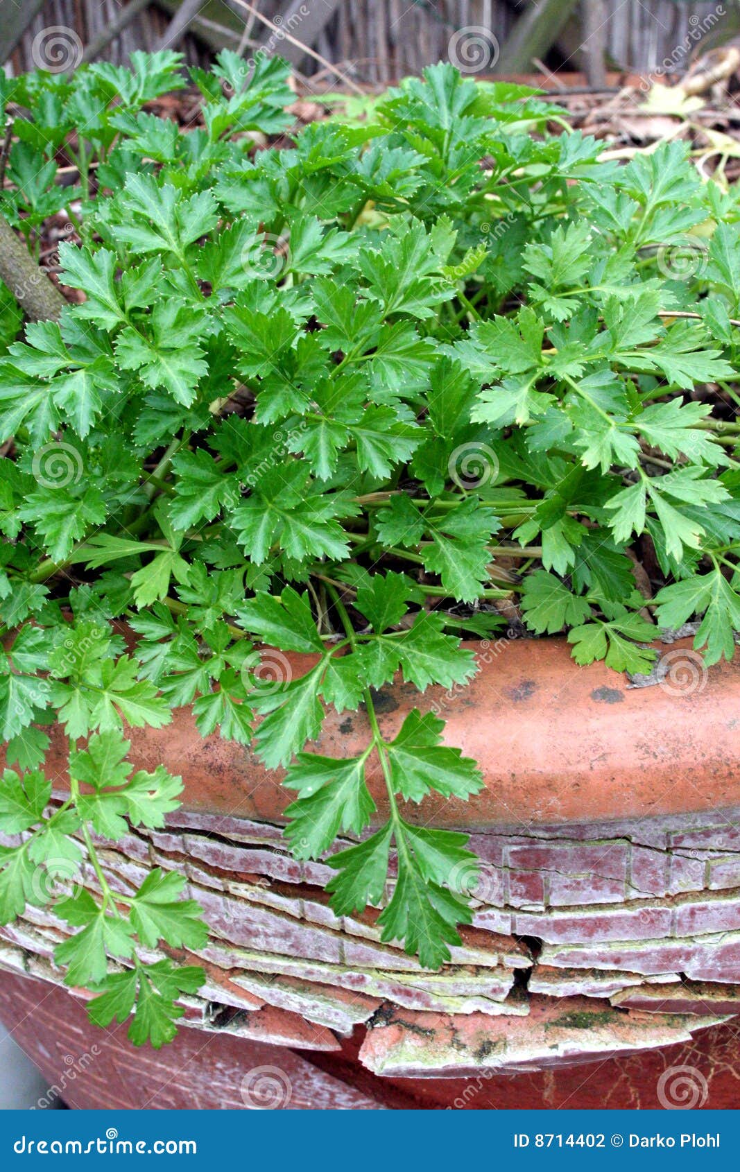 Persley in the pot stock photo. Image of cheramic, persley - 8714402