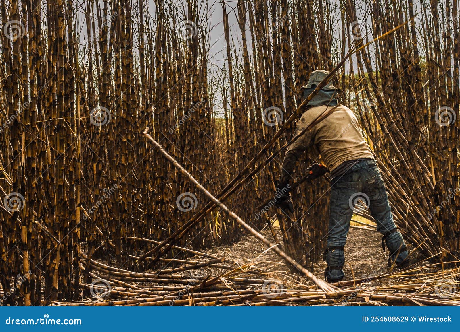 Person Cutting Dried Bamboo Plants on a Sunny Day Stock Image - Image ...