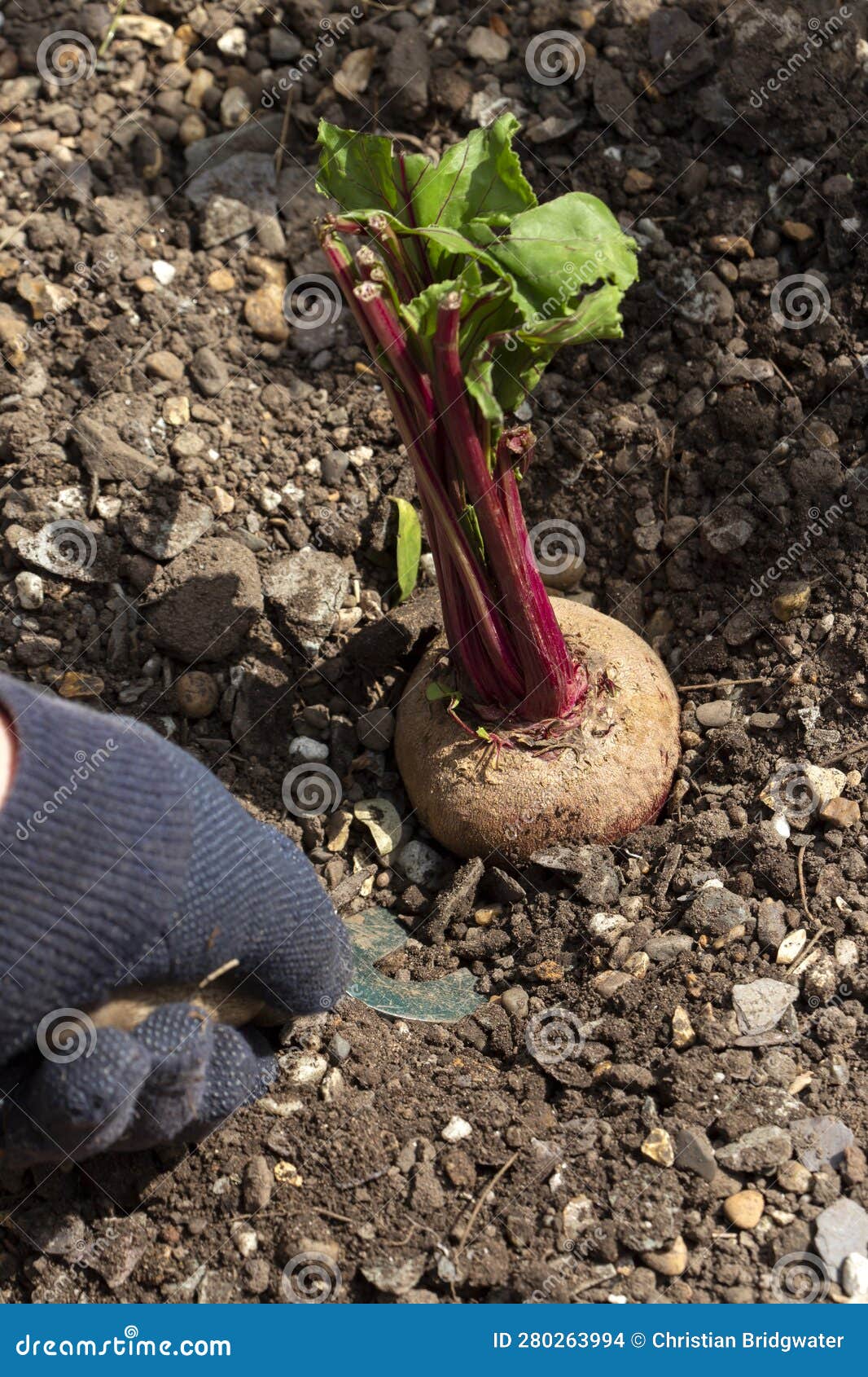 Person Digging Beetroot from a Vegetable Plot Using a Fork. Grow Your ...