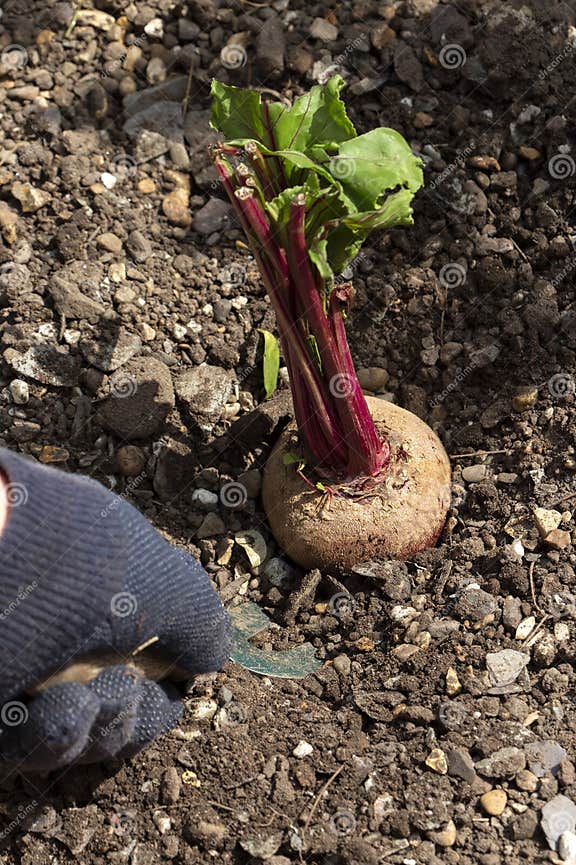 Person Digging Beetroot from a Vegetable Plot Using a Fork. Grow Your ...