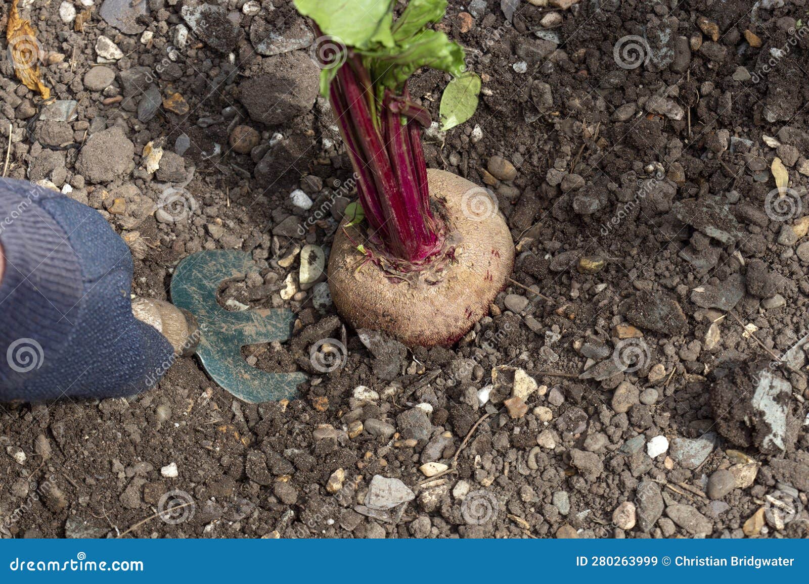 Person Digging Beetroot from a Vegetable Plot Using a Fork. Grow Your ...