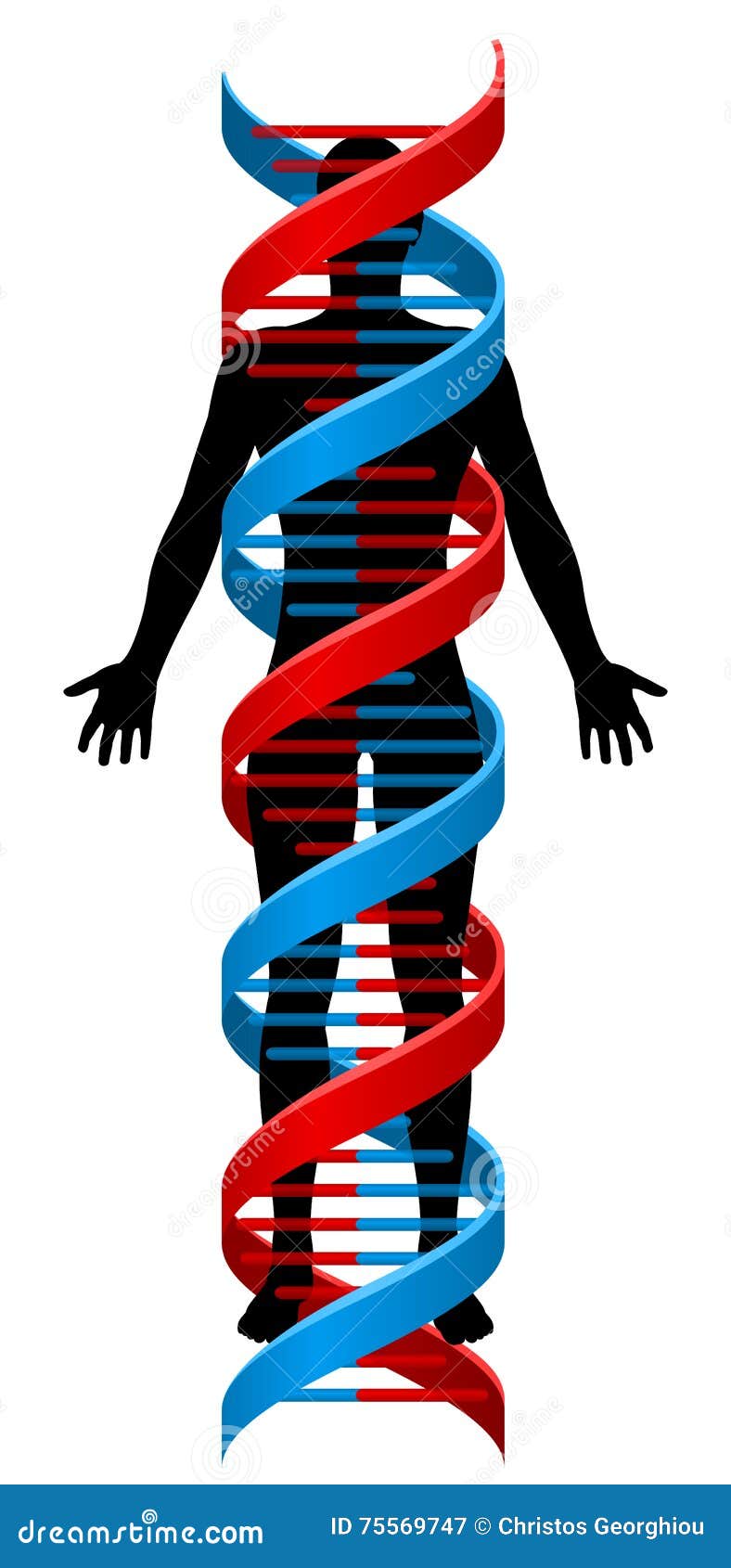 Double Helix DNA Strand Cartoon Vector | CartoonDealer.com #10404453 Double Helix DNA Strand Cartoon Vector | CartoonDealer.com #10404453