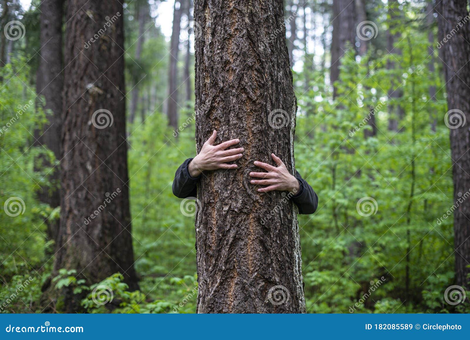 A Person Behind a Tree in the Forest Stock Image - Image of explorer ...