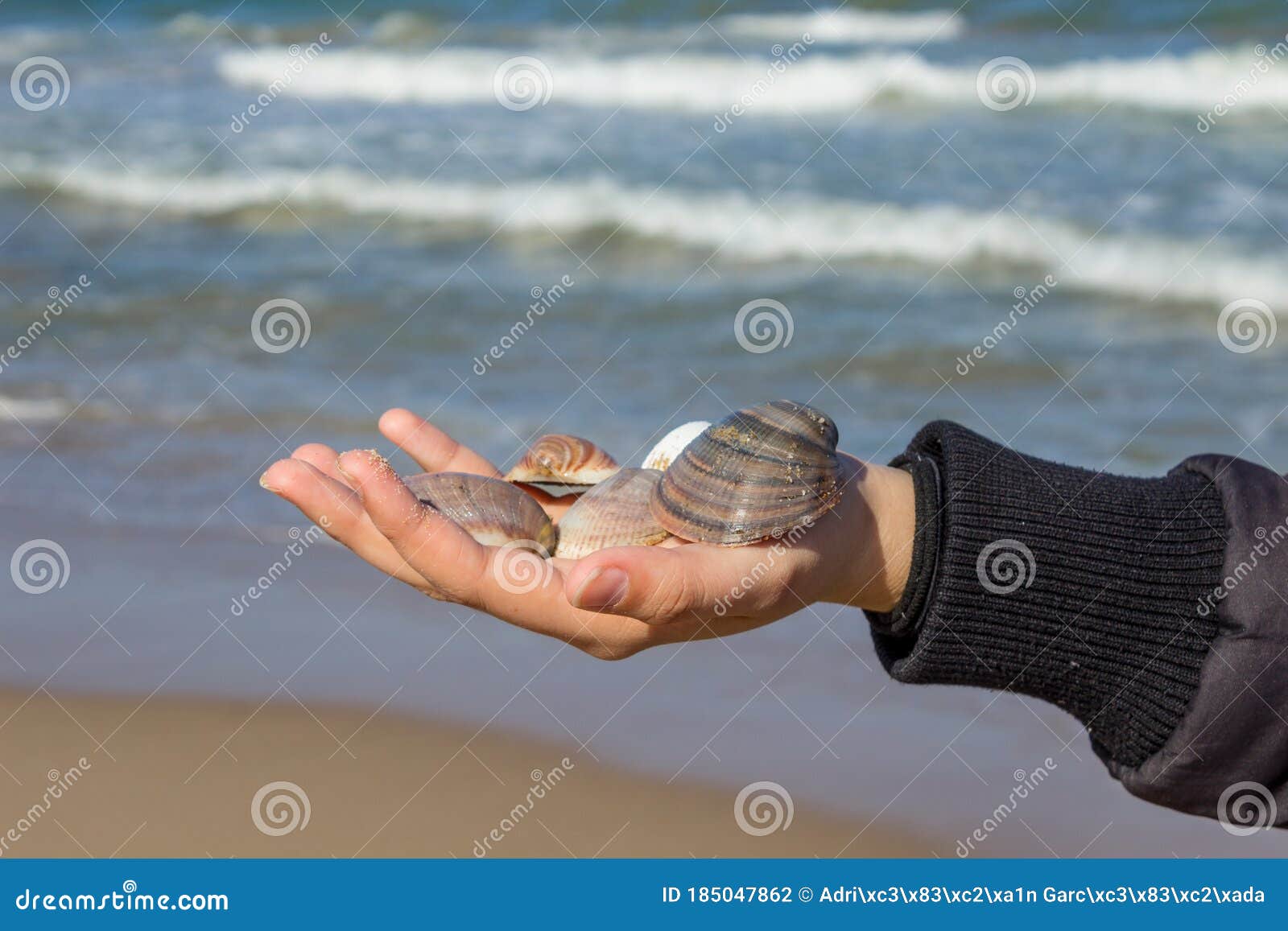 Hand of a Person with Shells from the Beach Stock Photo - Image of ...