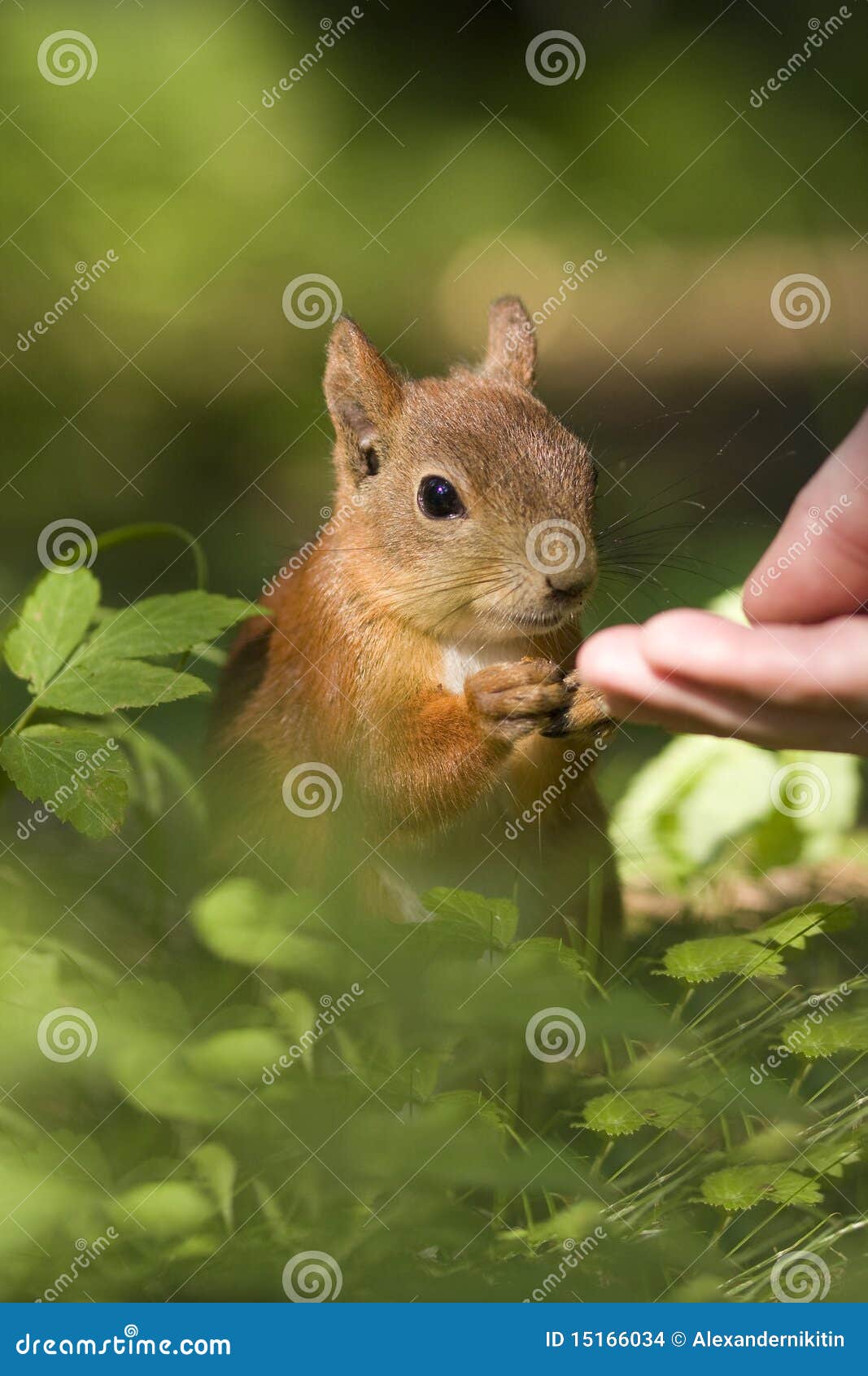 Person feed squirrel stock photo. Image of leaf, acorn - 15166034