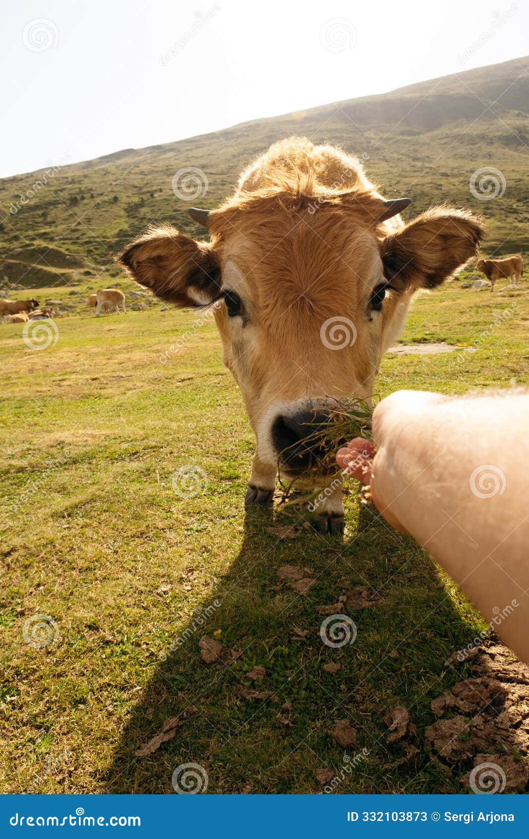 Cow Feeding Calf On Alpine Slope Royalty-Free Stock Photography ...