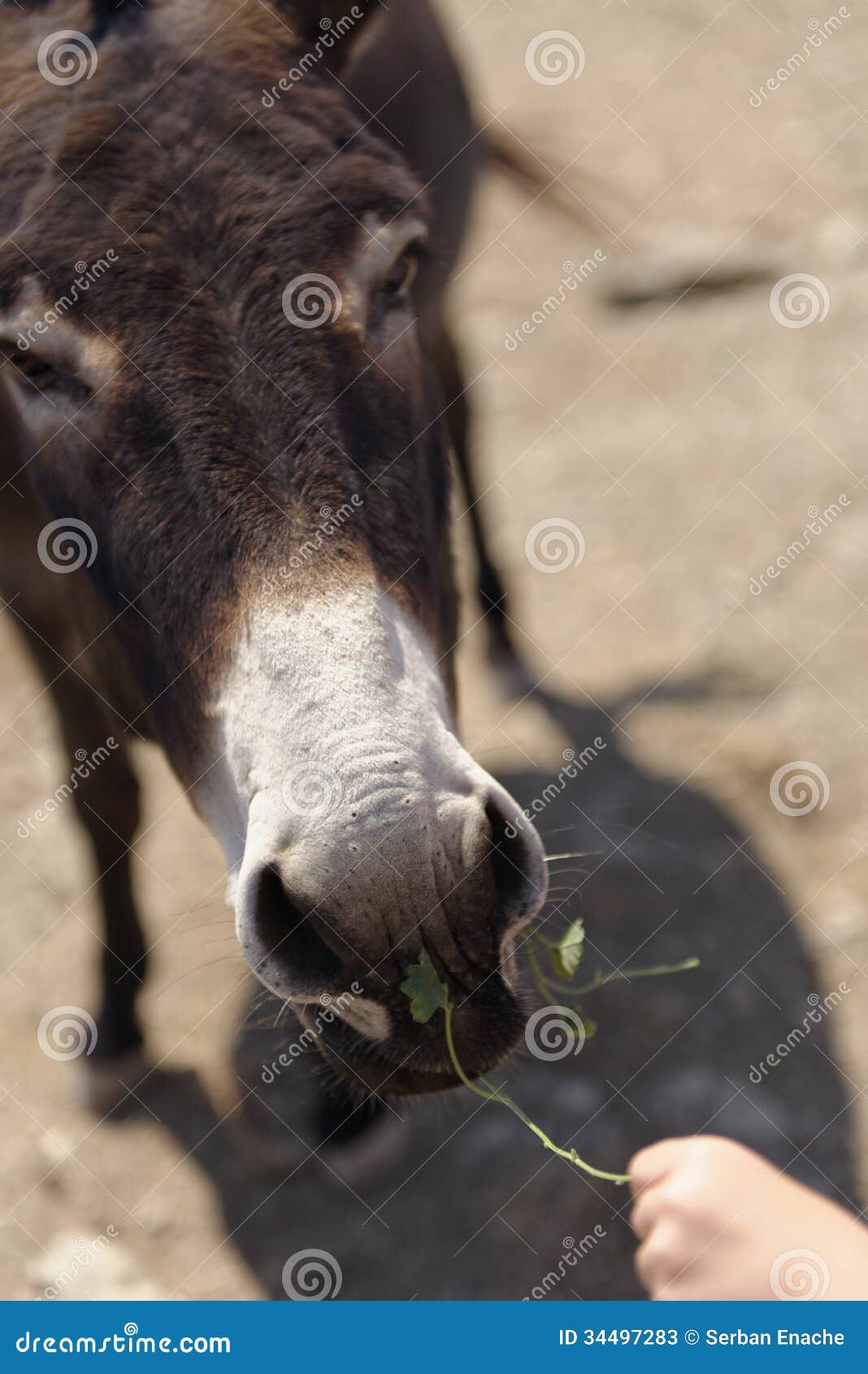 Person feeding donkey stock image. Image of munching - 34497283