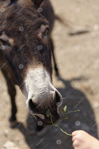 Person feeding donkey stock image. Image of munching - 34497283