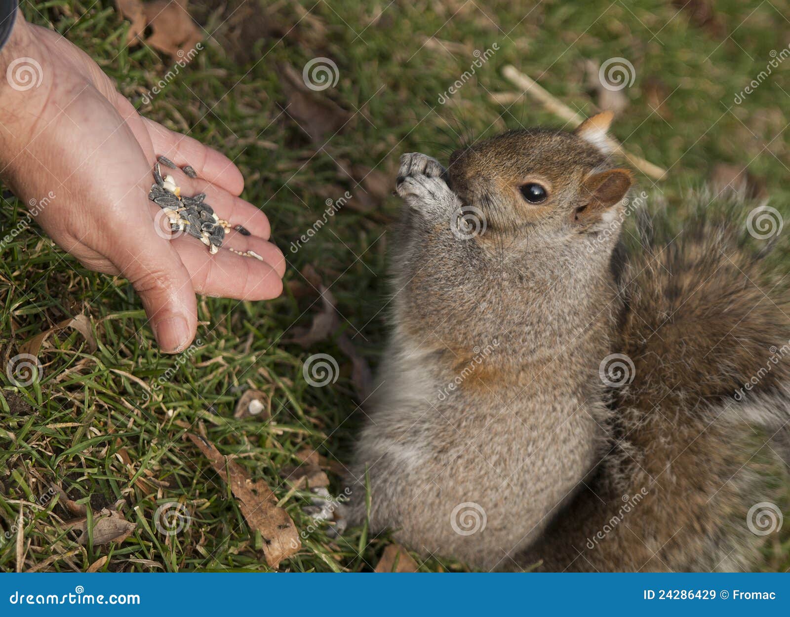 Person Feeding Gray Squirrel Stock Image - Image of grey, squirrel ...