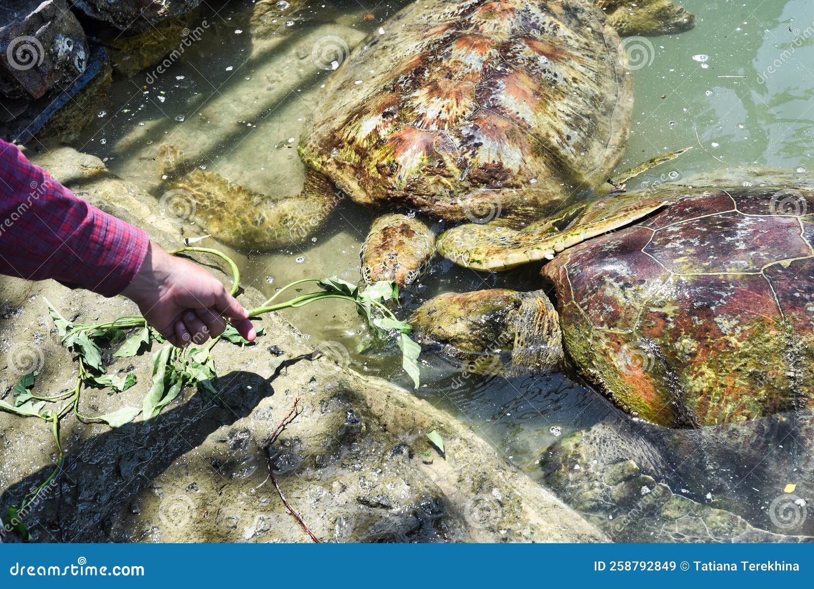 Person Feeding the Sea Turtles with Grass Stock Image - Image of hand ...