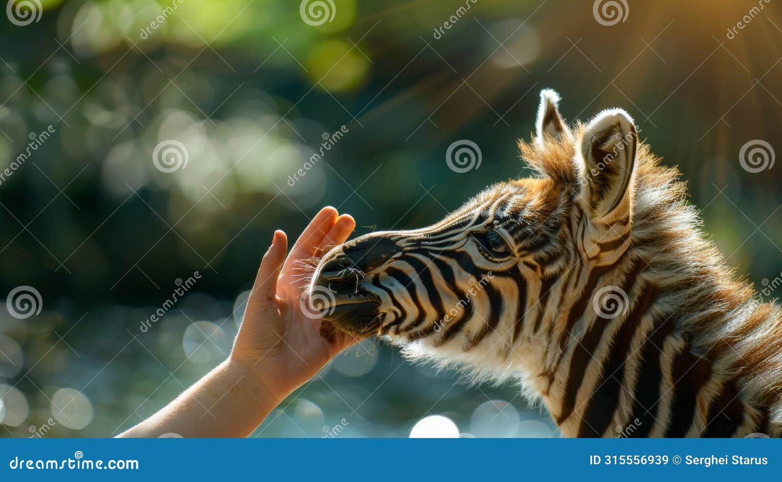A Person Feeding a Zebra with Their Hand in Front of it, AI Stock ...