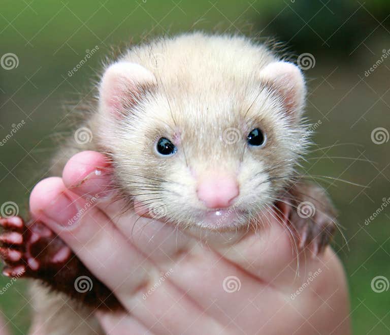 Person with ferret stock image. Image of mammal, outside - 8366233
