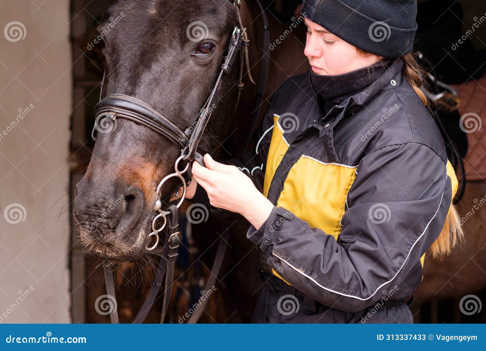 Person Fitting Bridle To Horse in Stable Stock Image - Image of ...