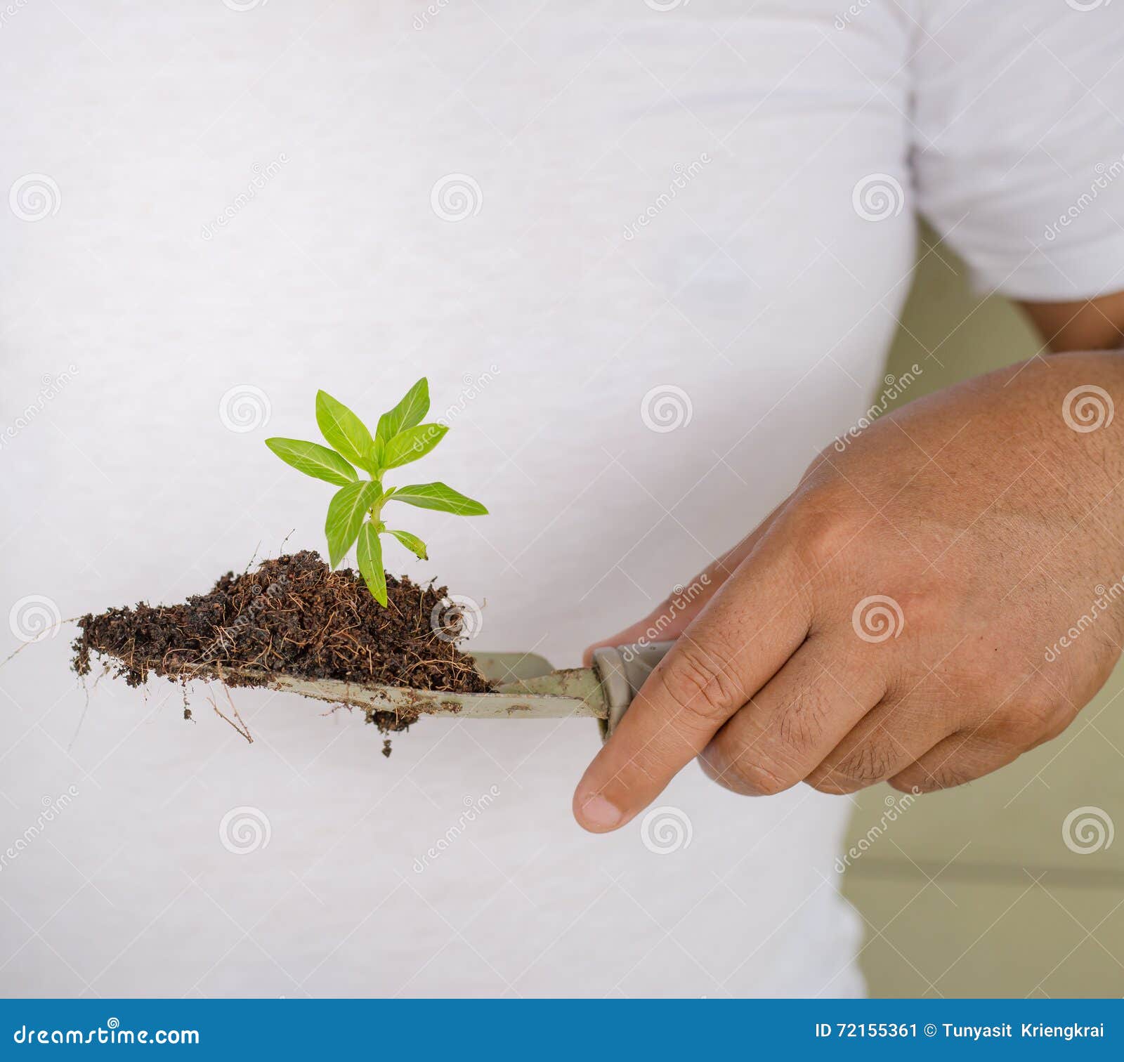 Person Hand Planting Small Tree Stock Afbeelding - Image of investering ...
