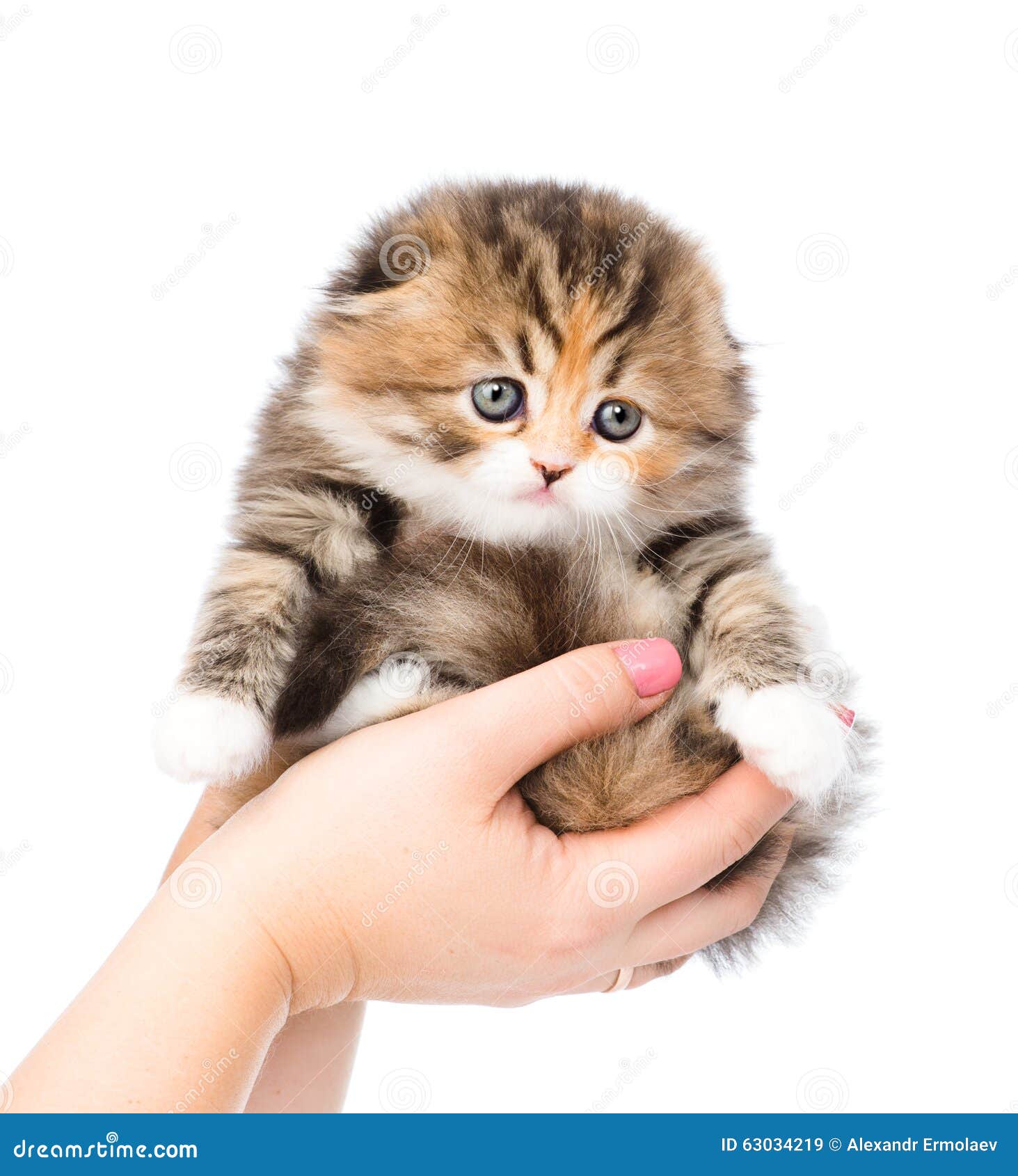 Person Hands Holding a Kitten. Isolated on White Background Stock Image ...