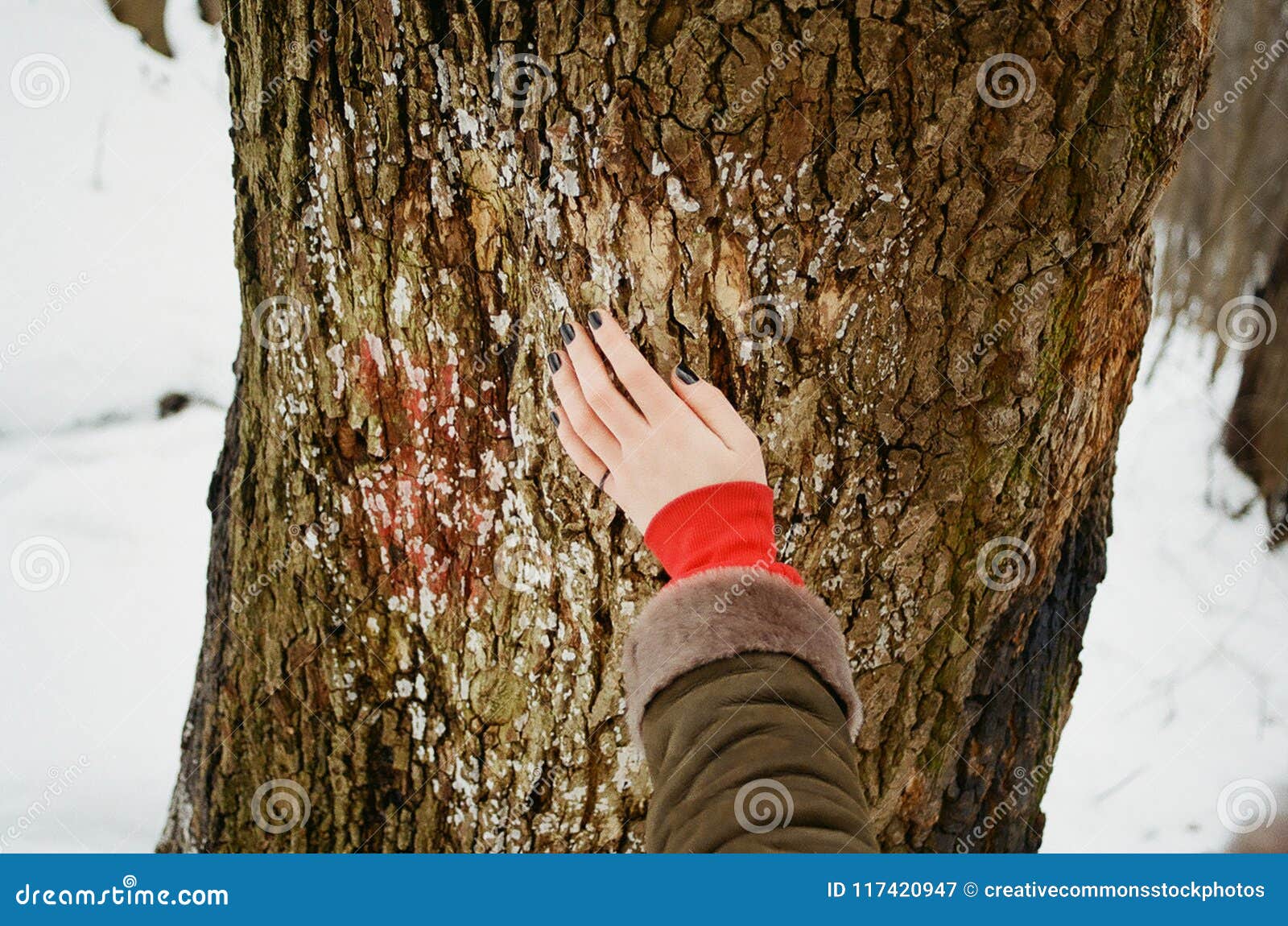 Person Holding Brown Tree Bark At Daytime Picture. Image: 117420947