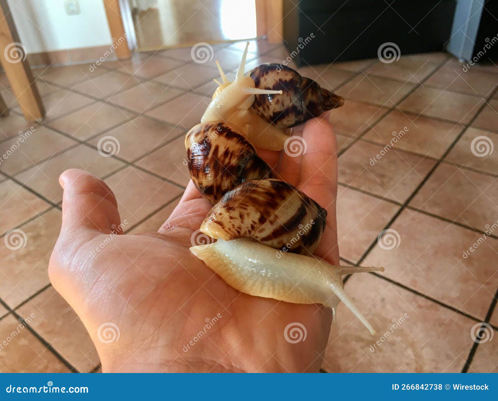 Person Holding a Bunch of Snails in Their Open Palm Stock Photo - Image ...