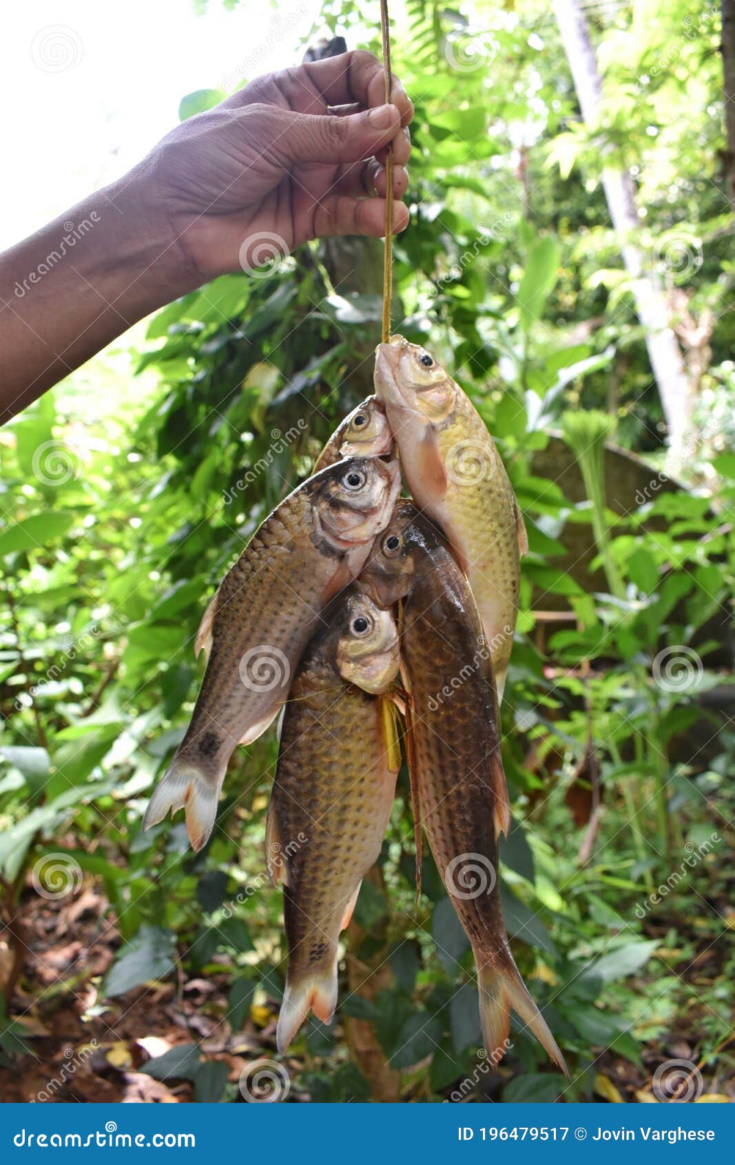 Person Holding Fish in Hand Stock Image - Image of medium, nature ...