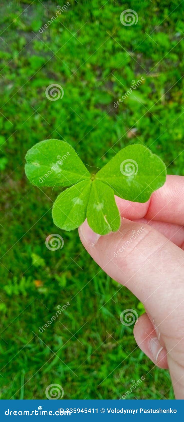 A Person Holding a Four Leaf Clover in Their Hand Stock Image - Image ...